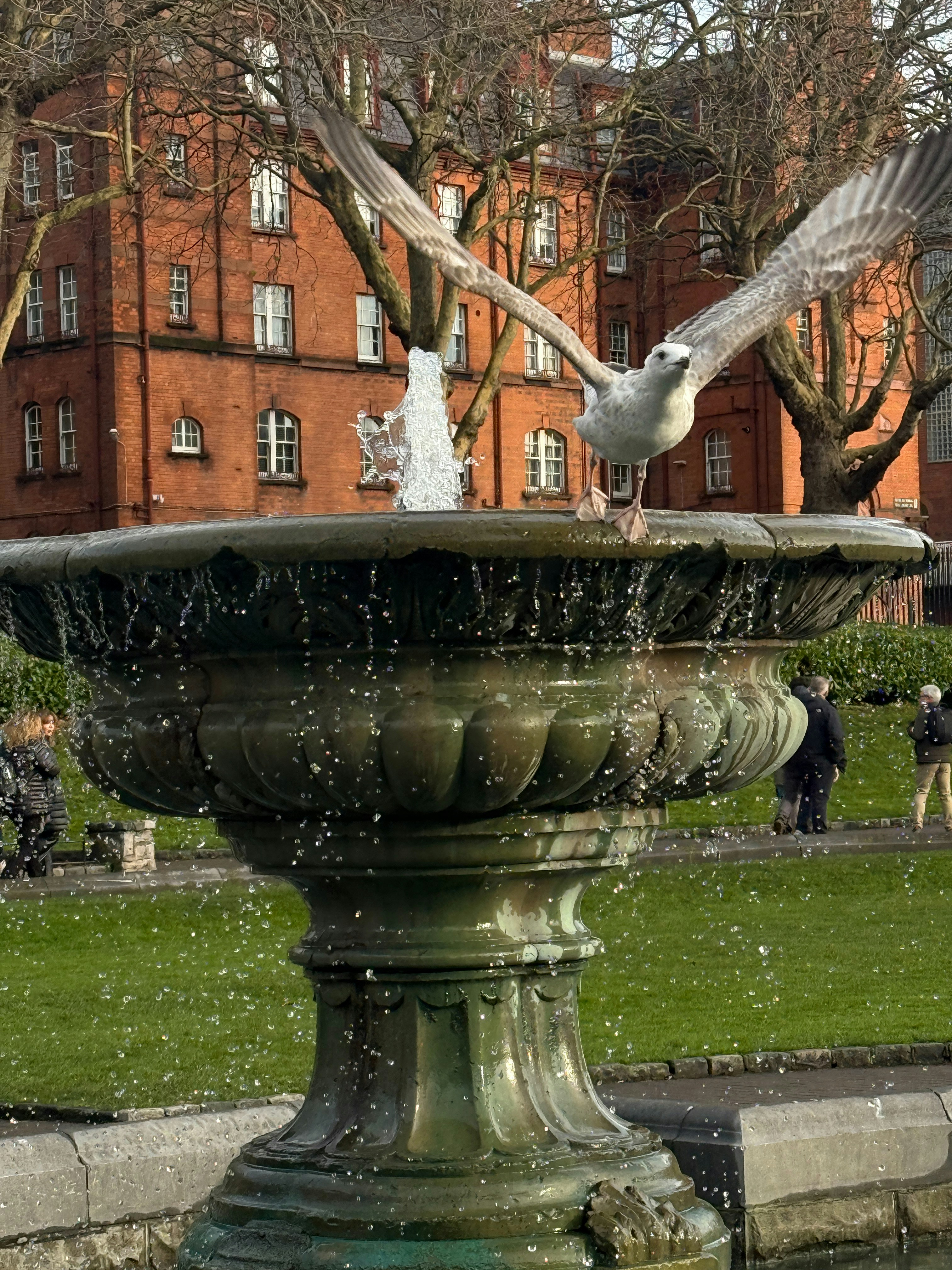 Seagull in Flight Above an Ornate Fountain in Urban Park