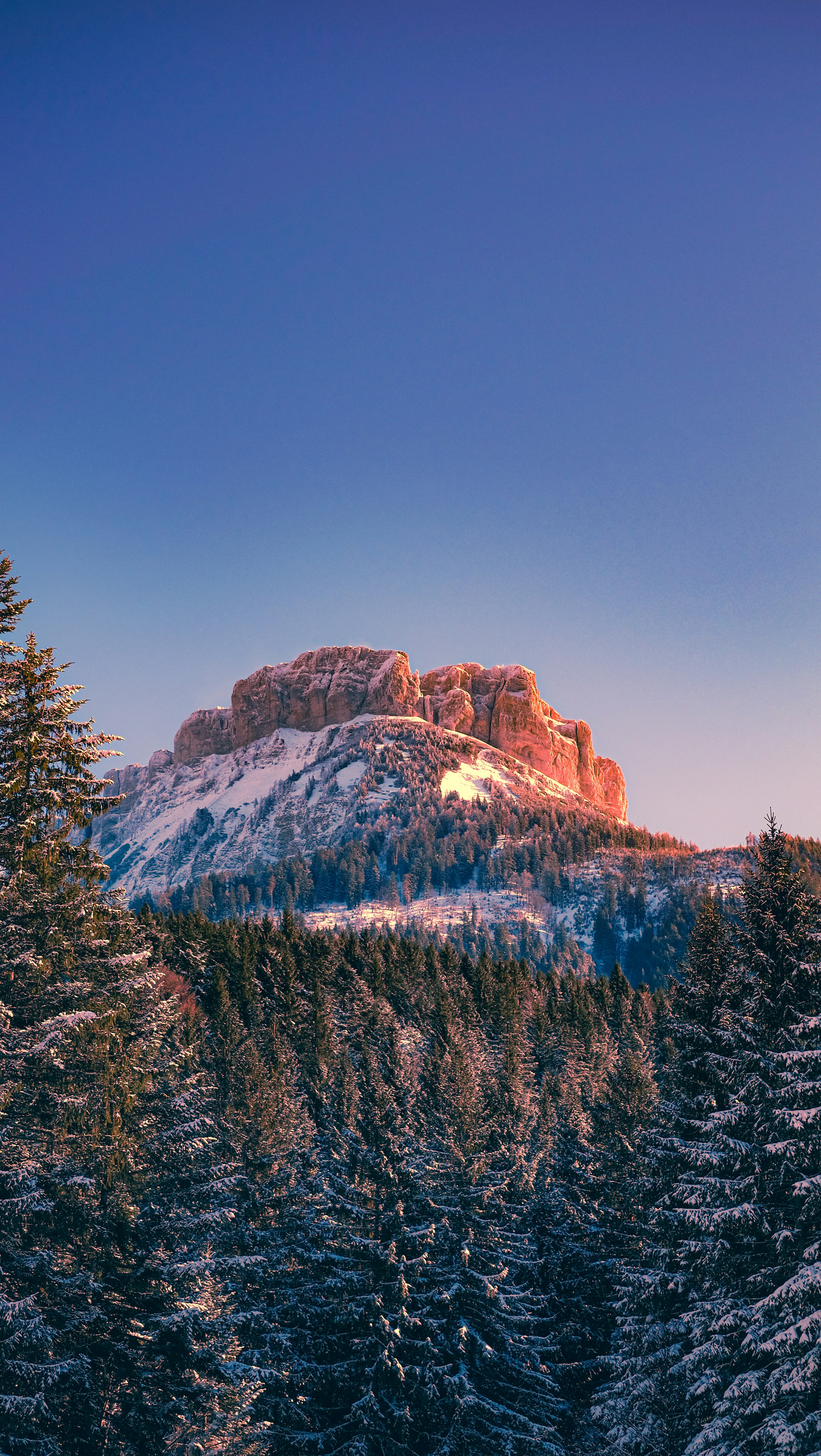 Crimson Crest Rising Above the Snow