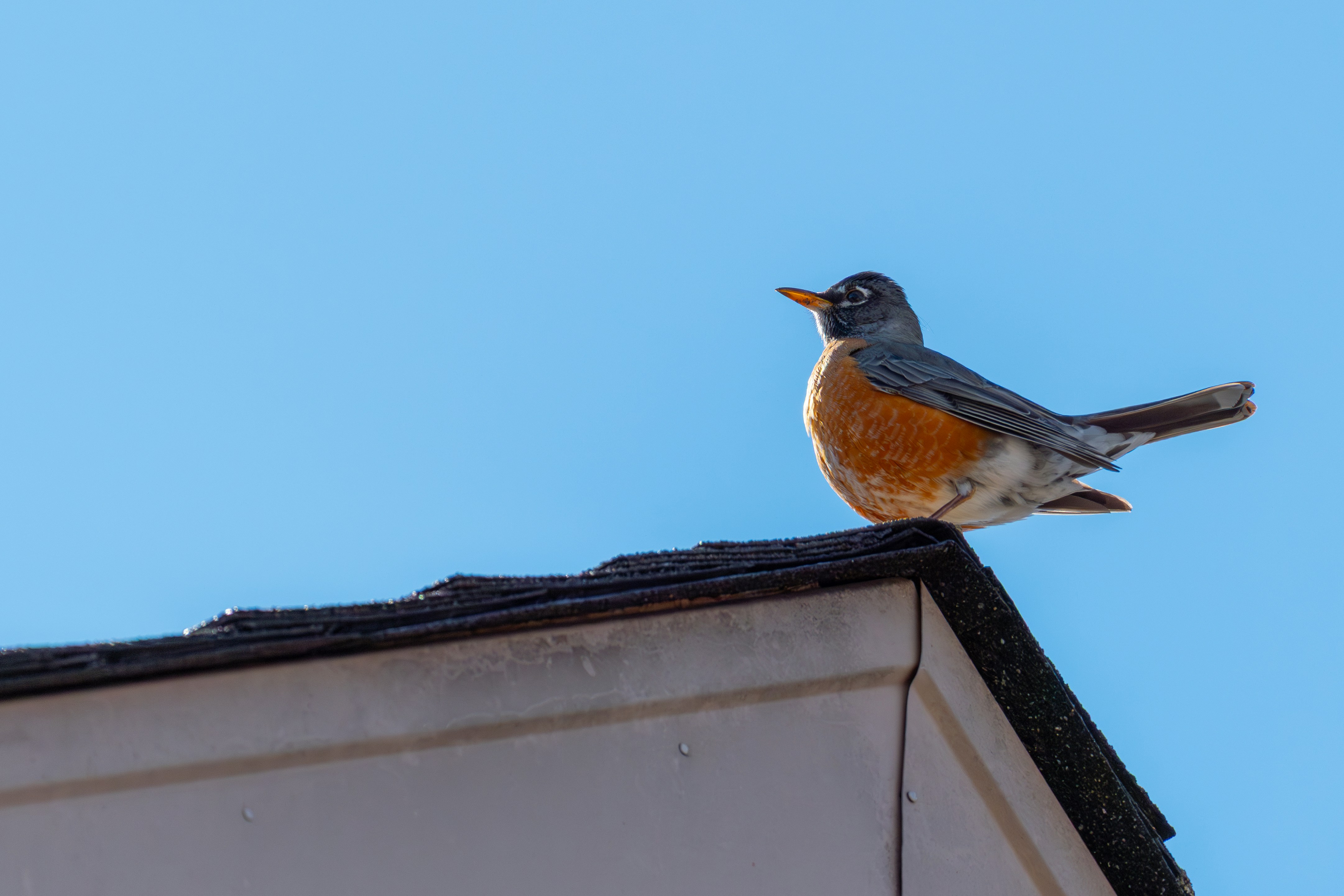 Robin on the Roof Edge at Dusk Blue Sky