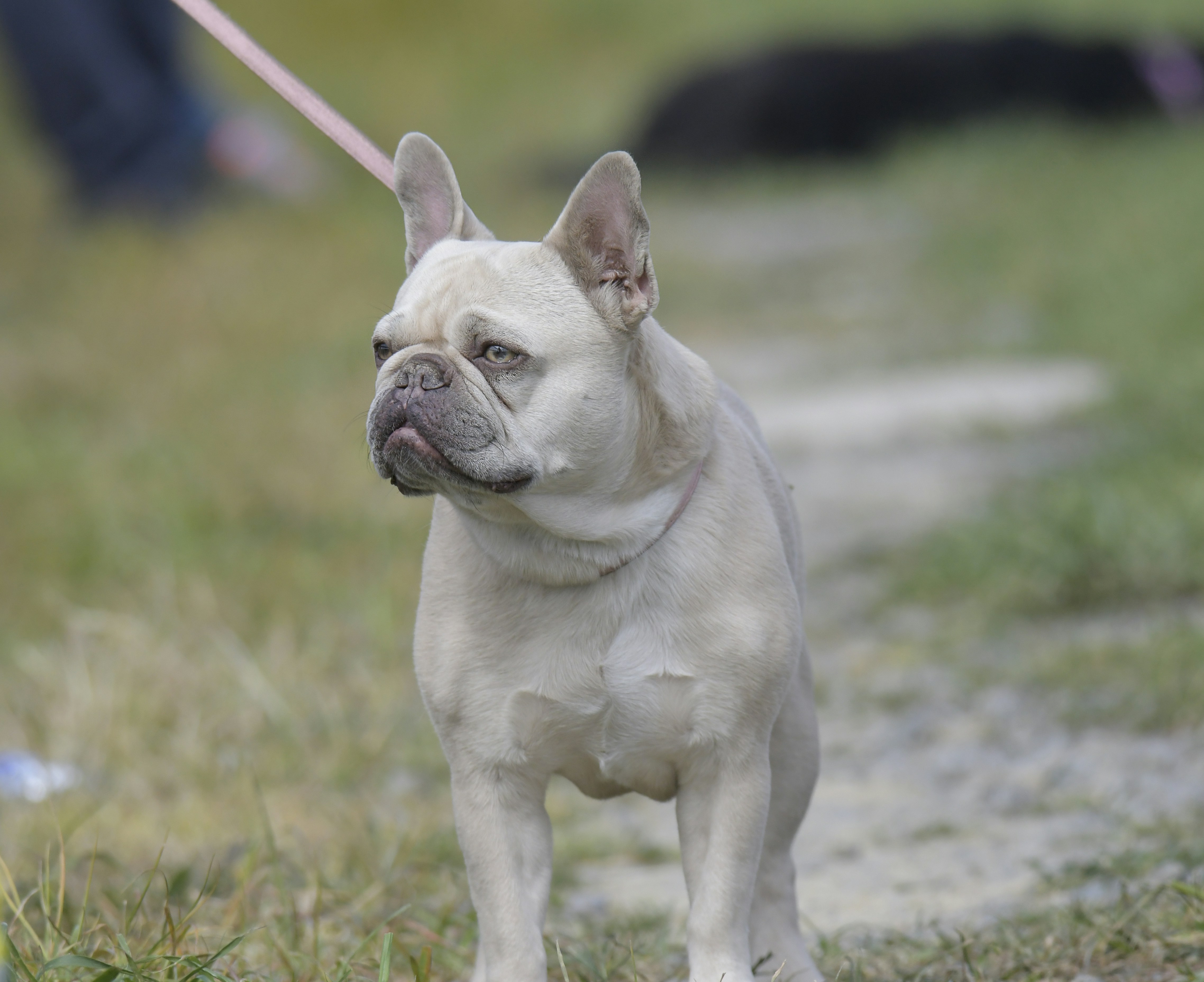 Stance on a Leash: Focused Gaze of a French Bulldog in a grassy Field