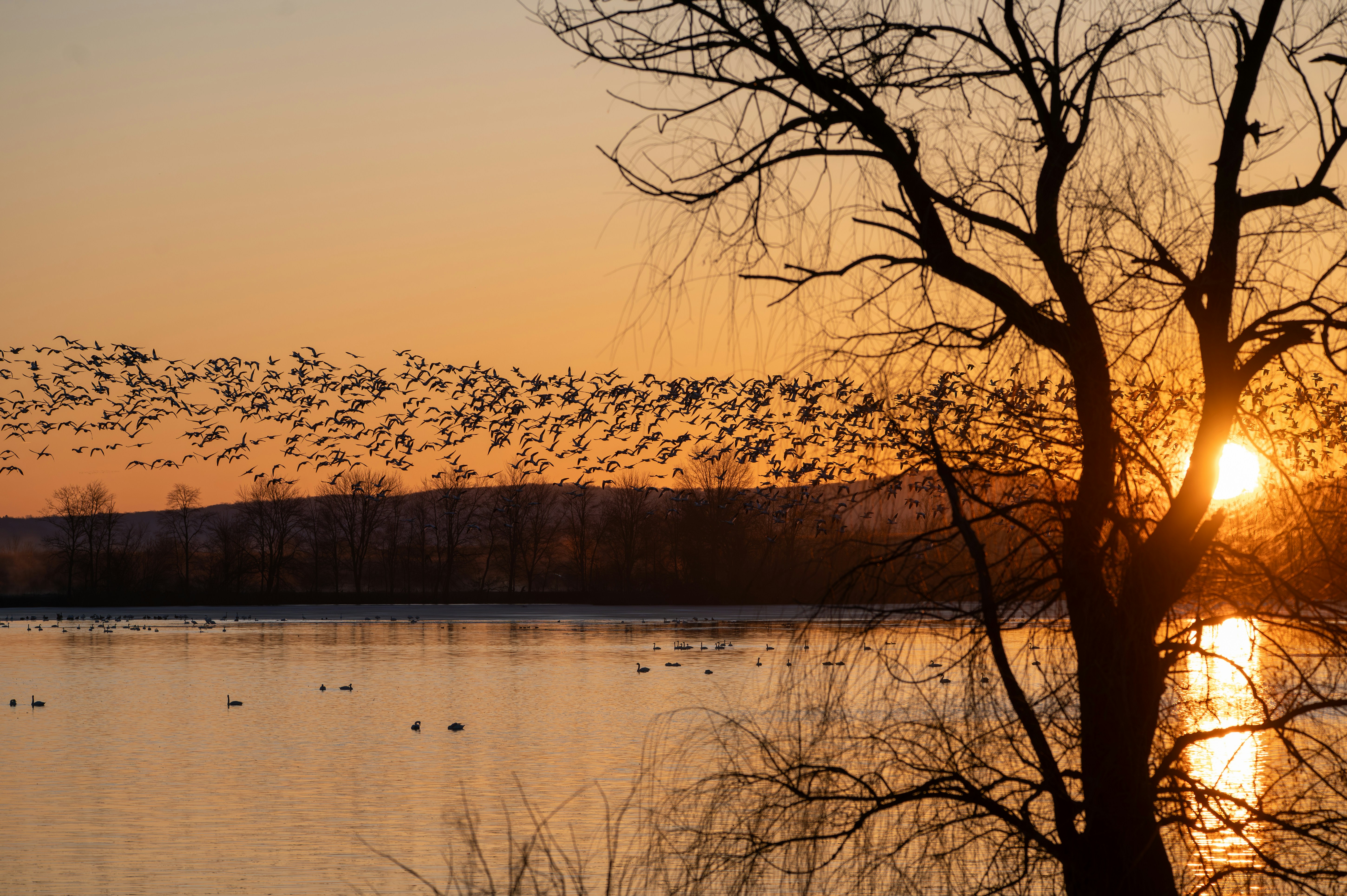 Sunset Sentinel: A Silent Tree Framing a Distant Flight