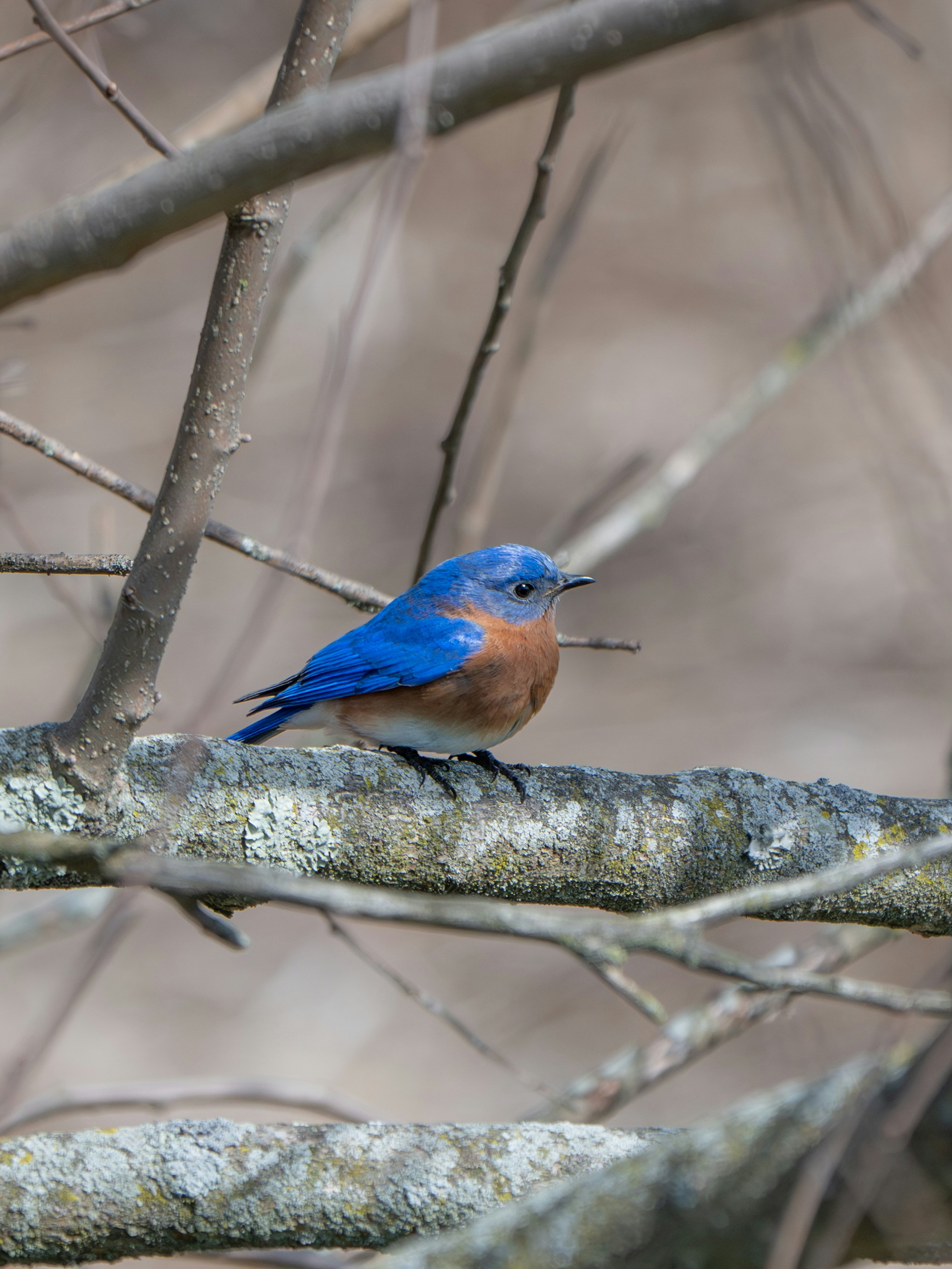 Azure Robin on Weathered Branch