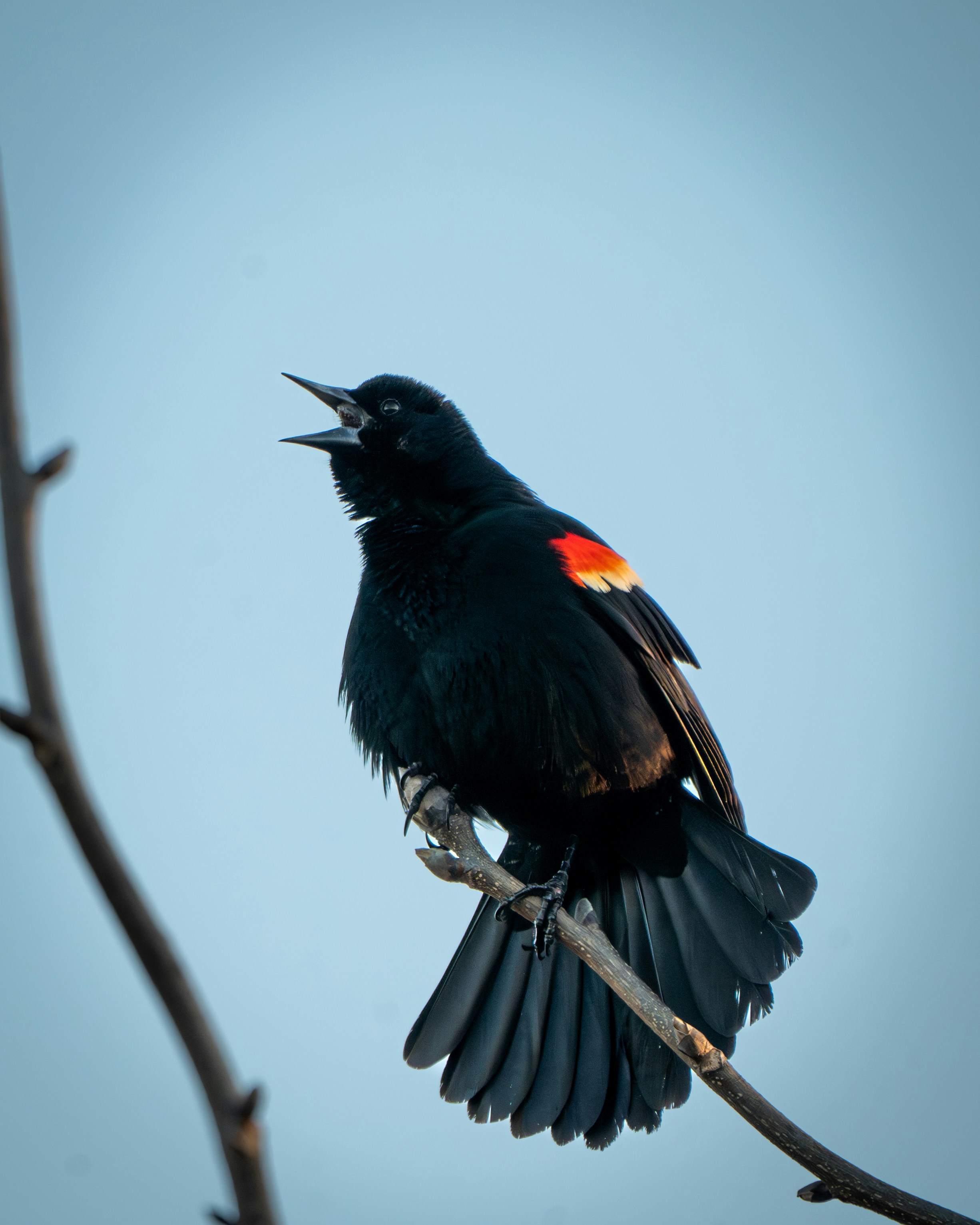 Red-winged Blackbird in Blooming Silence Amid a Pale Blue Sky