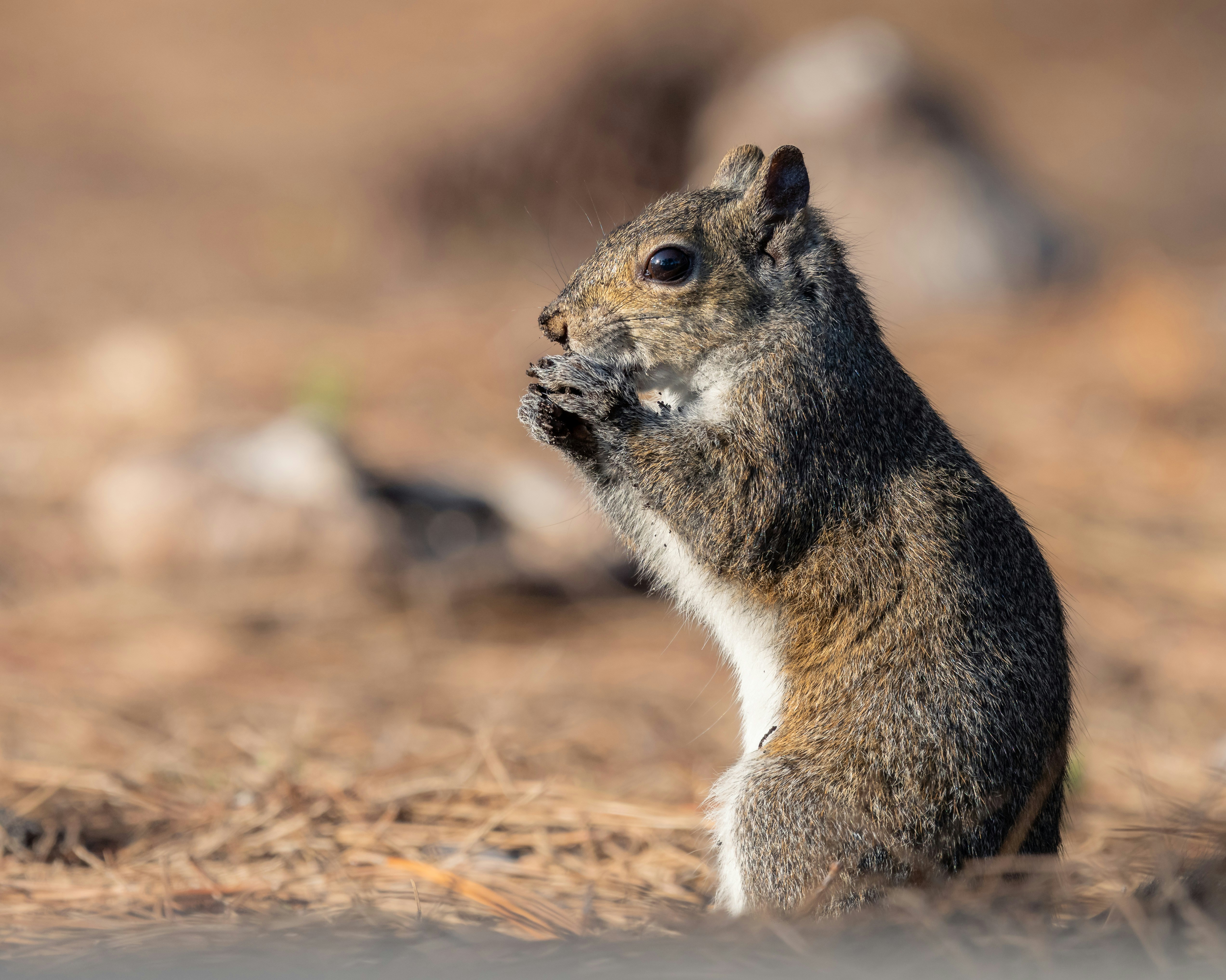 Ground-Stock Scout: A curious squirrel pauses mid-snack in sunlit, pine-strewn terrain