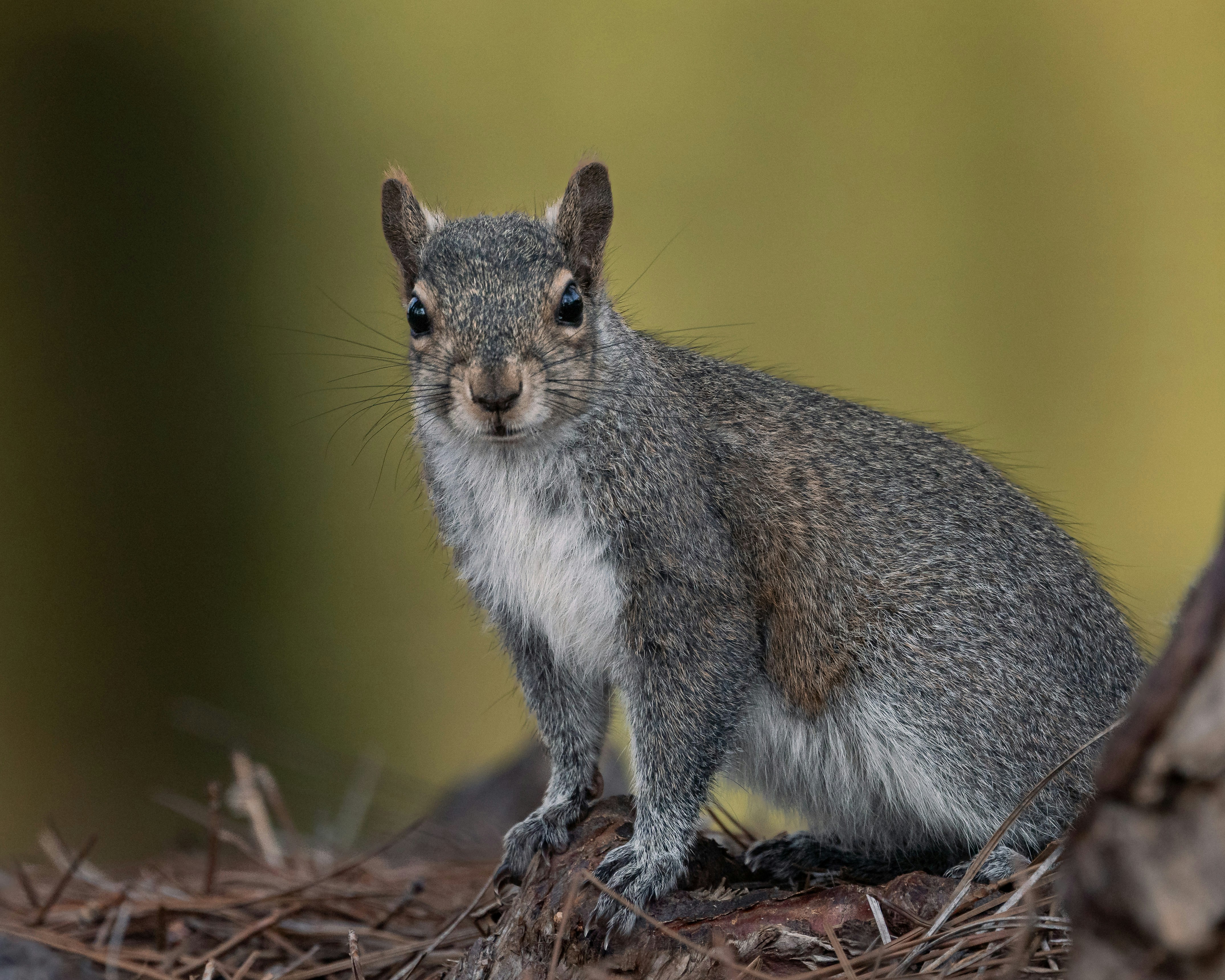 Curious Grey Squirrel Perched on Pine Needle Bed