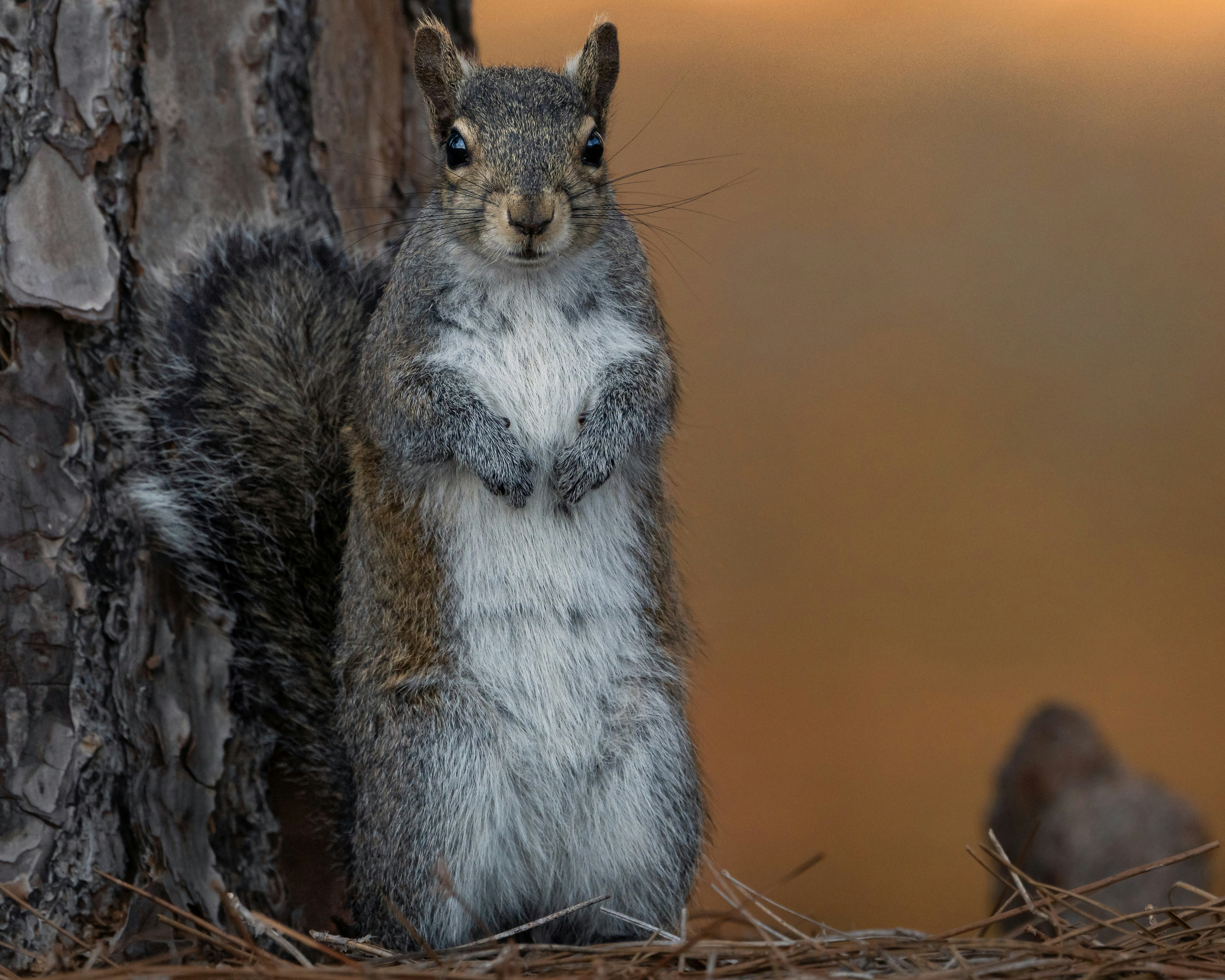 Squirrel Stabilized at Tree Trunk in Warm Sunset Glow