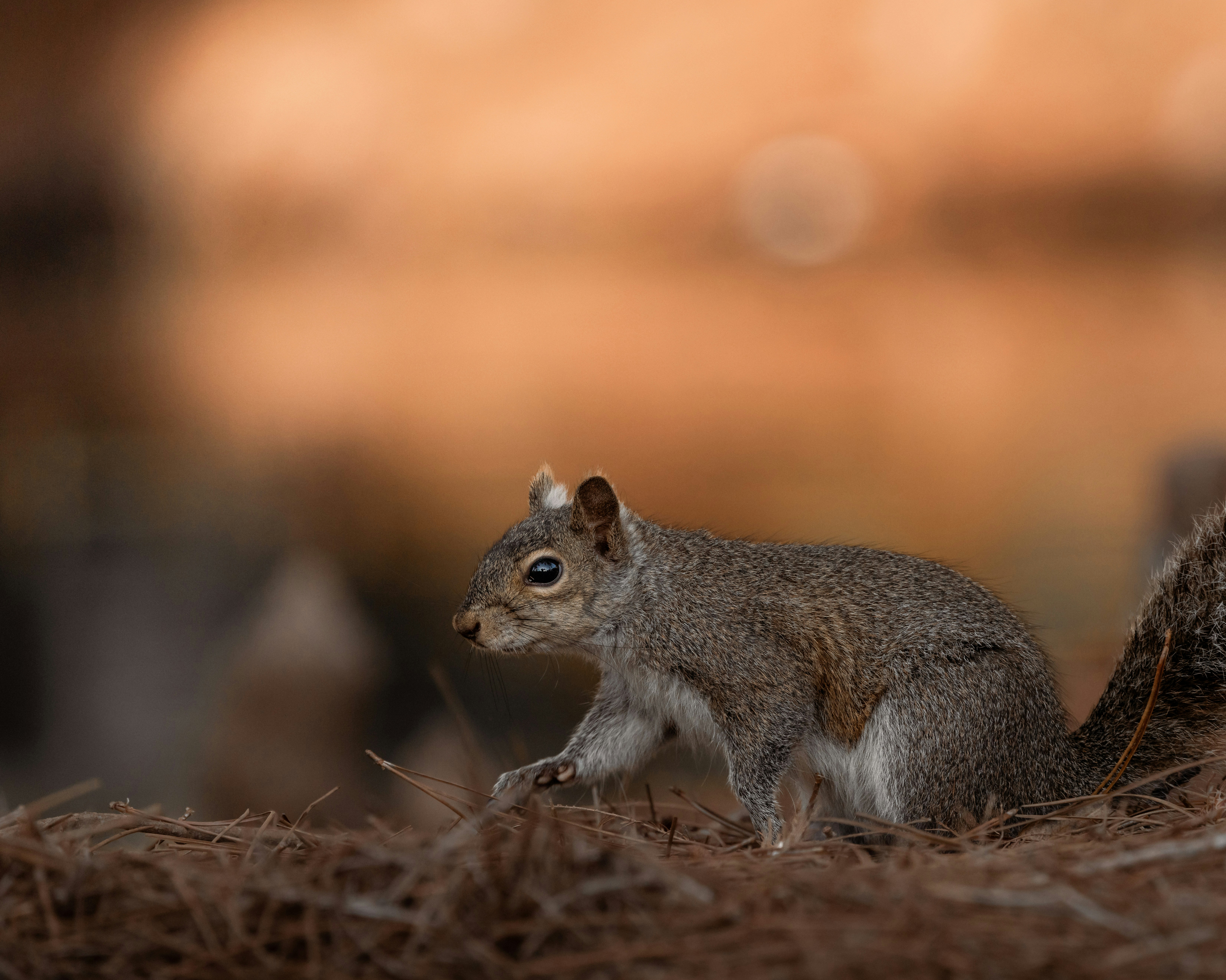 Brown Squirrel on Pine Needle Bed by Waterfall Silhouette