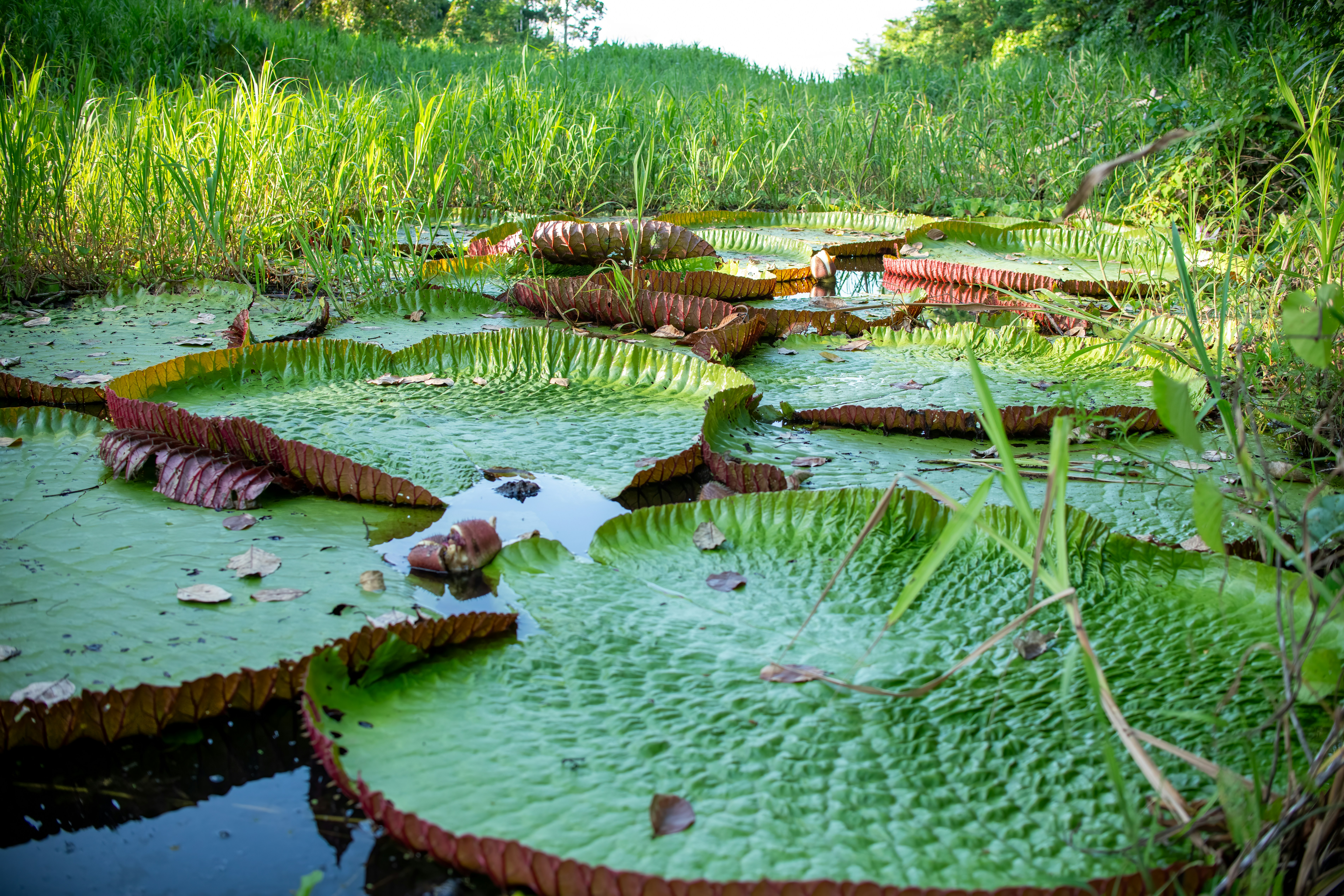 Emerald lily pads with sunlit ripples in a serene marsh