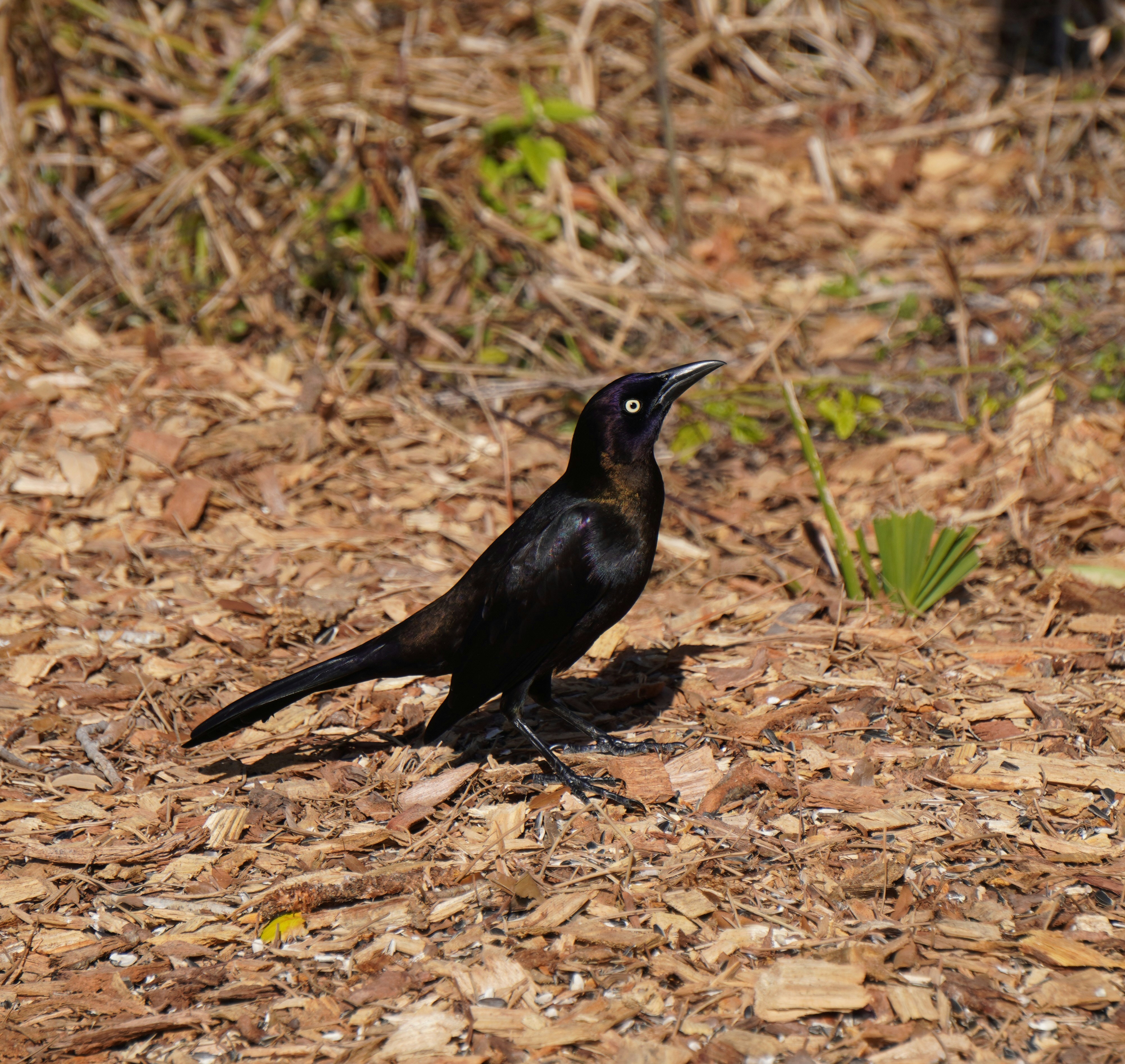Black Starling on Leaf-Littered Ground Reaching Toward the Light