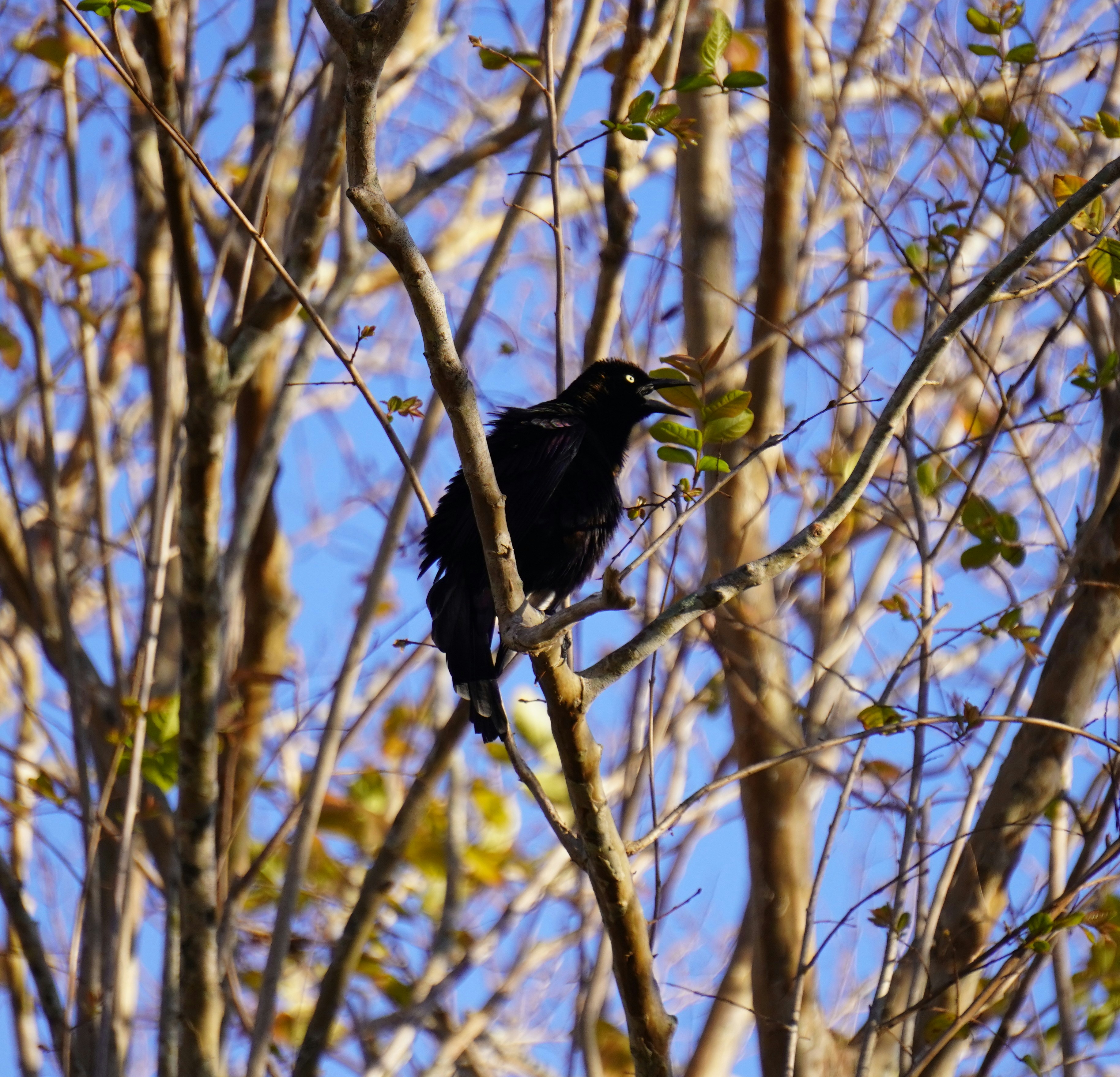 Mid-Branch Silhouette: A Crow Amid Spring Thickets