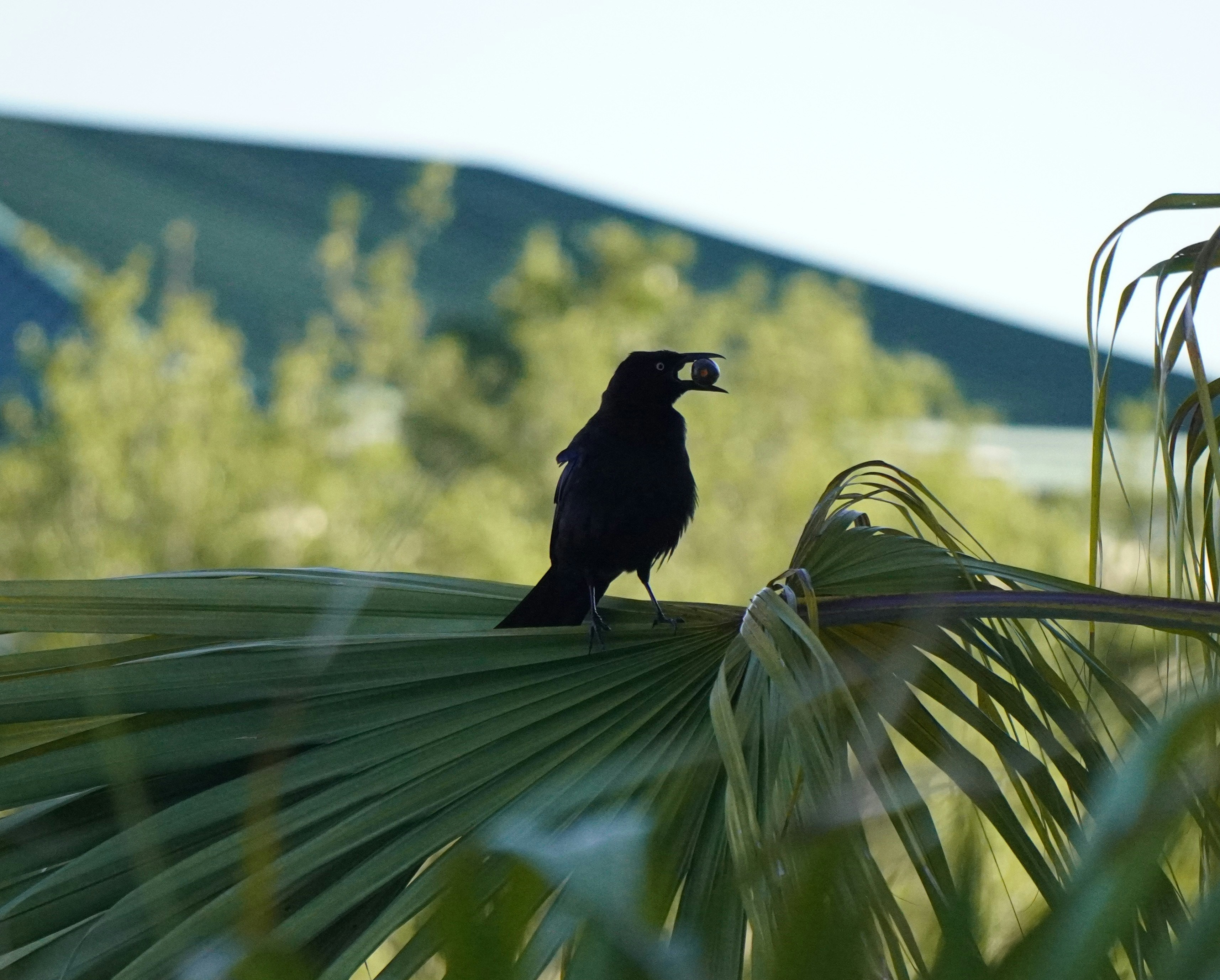Black Crow On Palm Fronds Under calm Backyard Light
