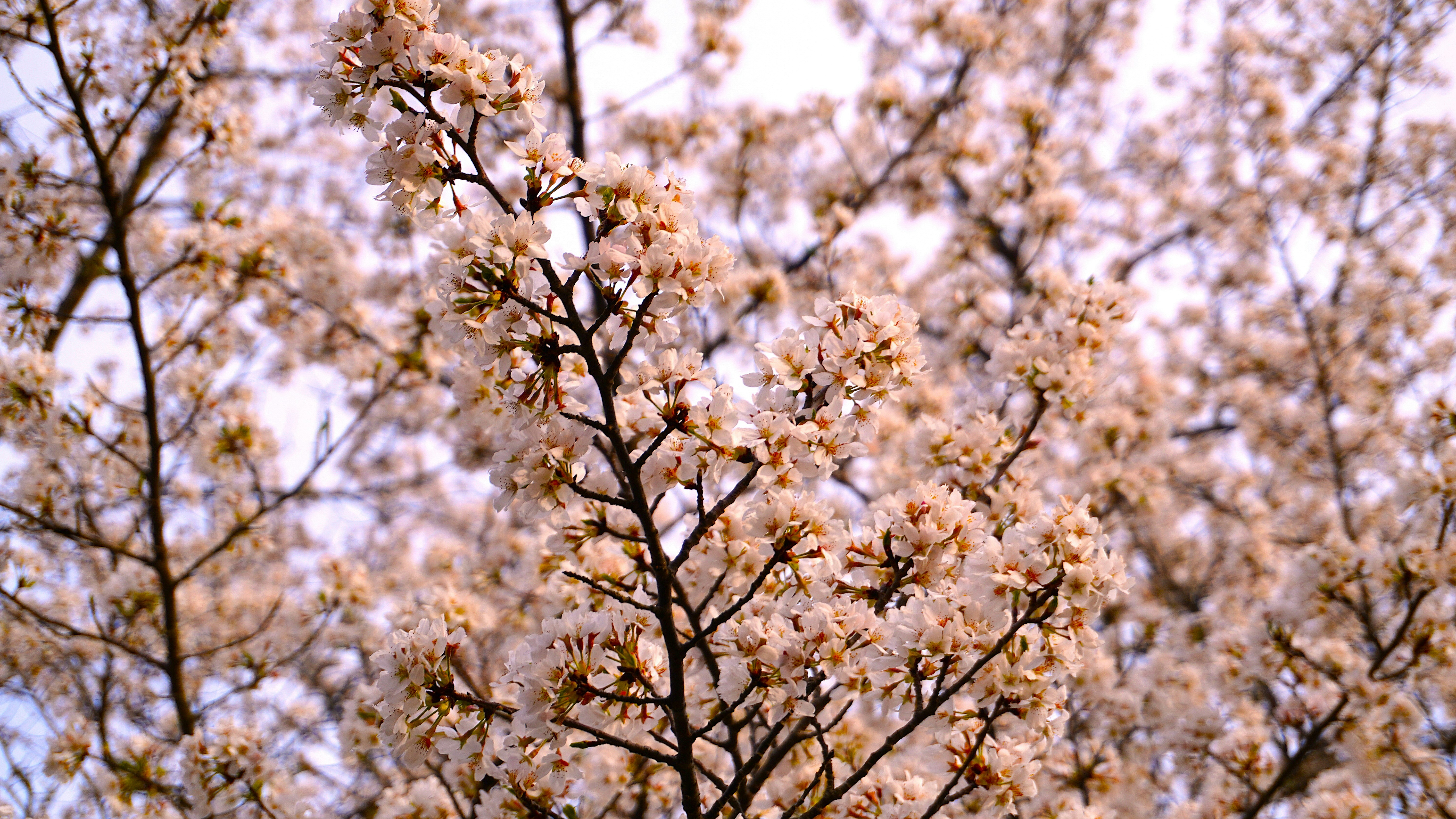 Blossoms in soft focus: a sunlit canopy of spring