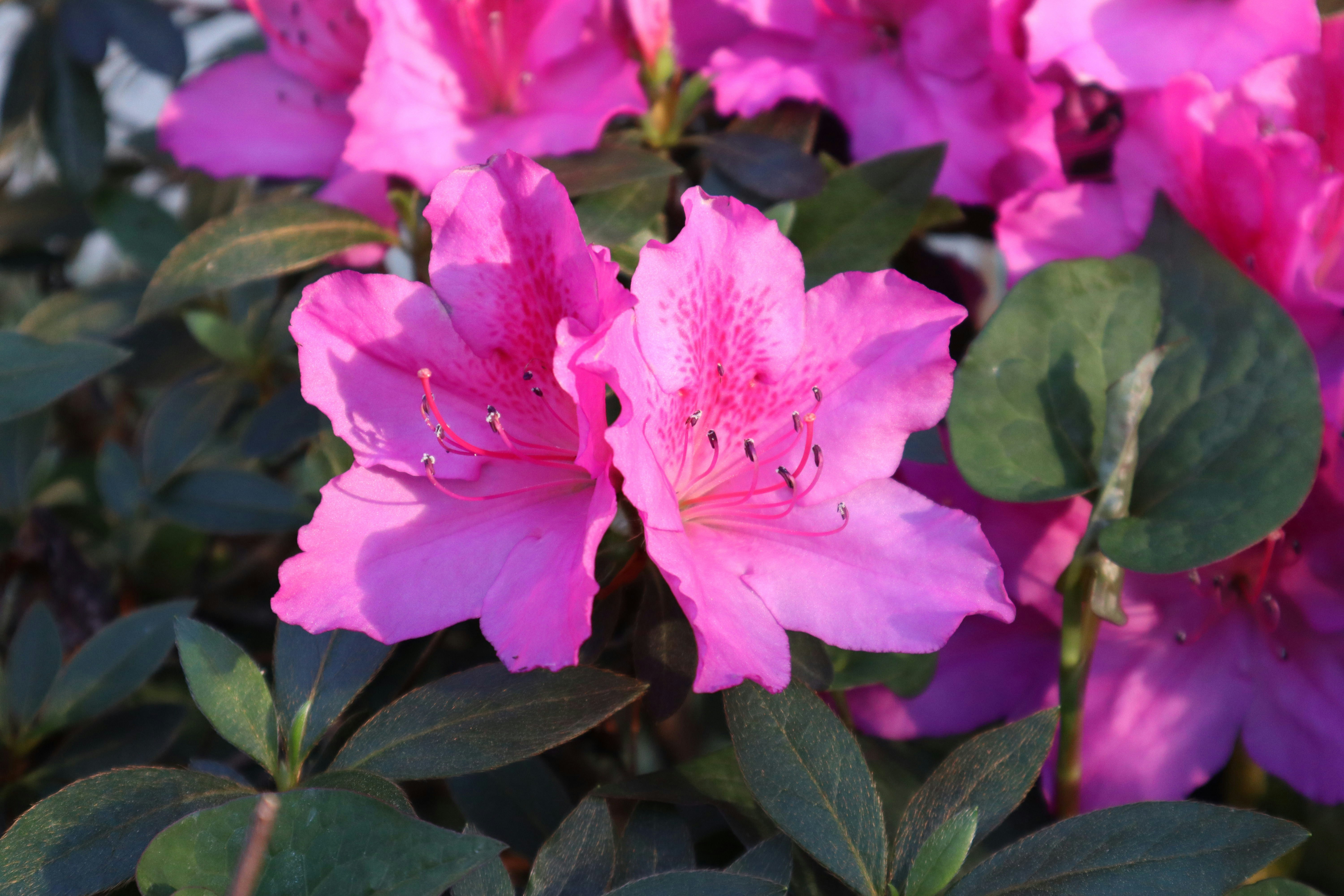 Pink Azalea Bloom: Close-Up in Summer Garden