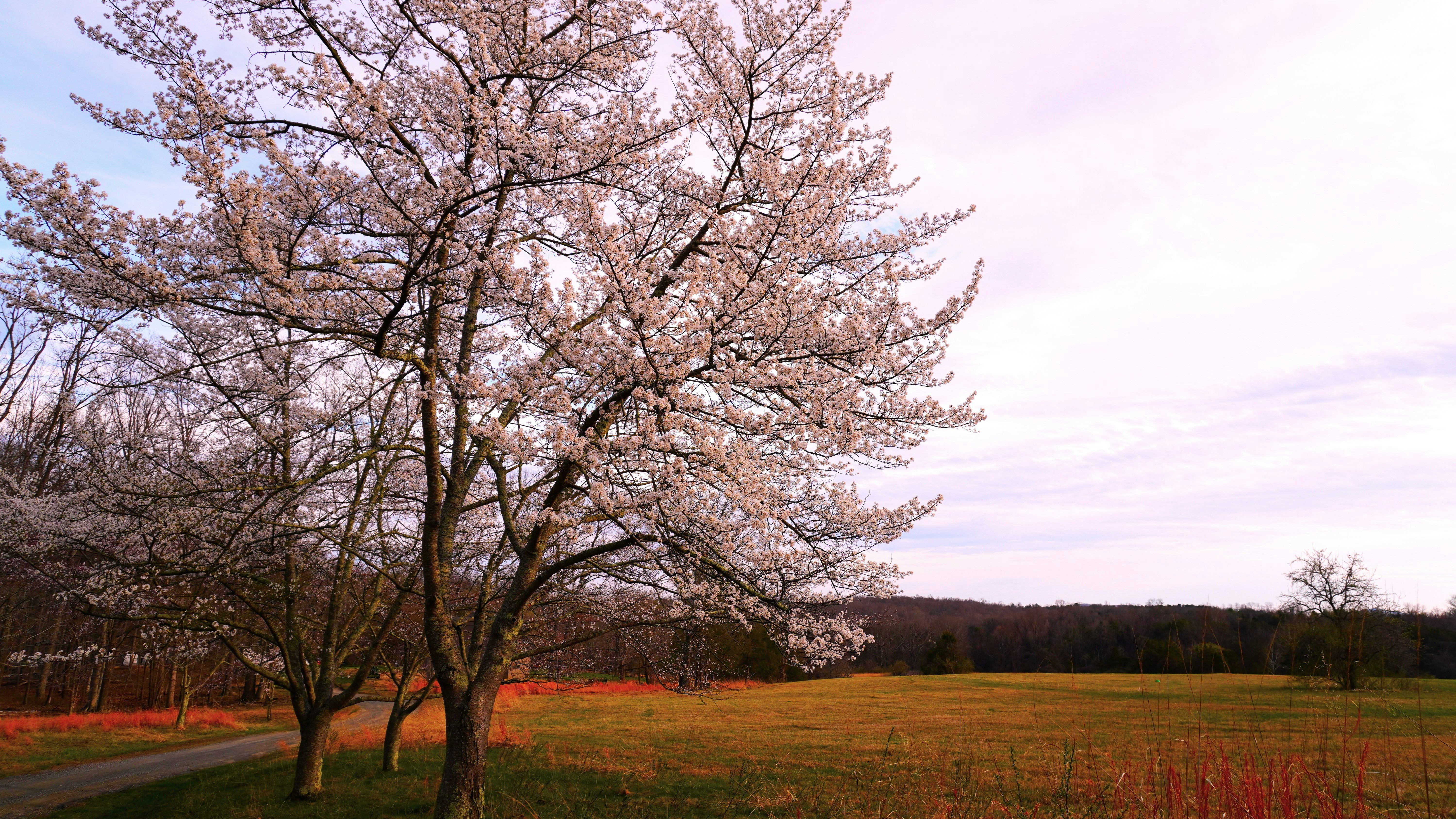 Blossoming Lone Tree Over Open Field at Dusk