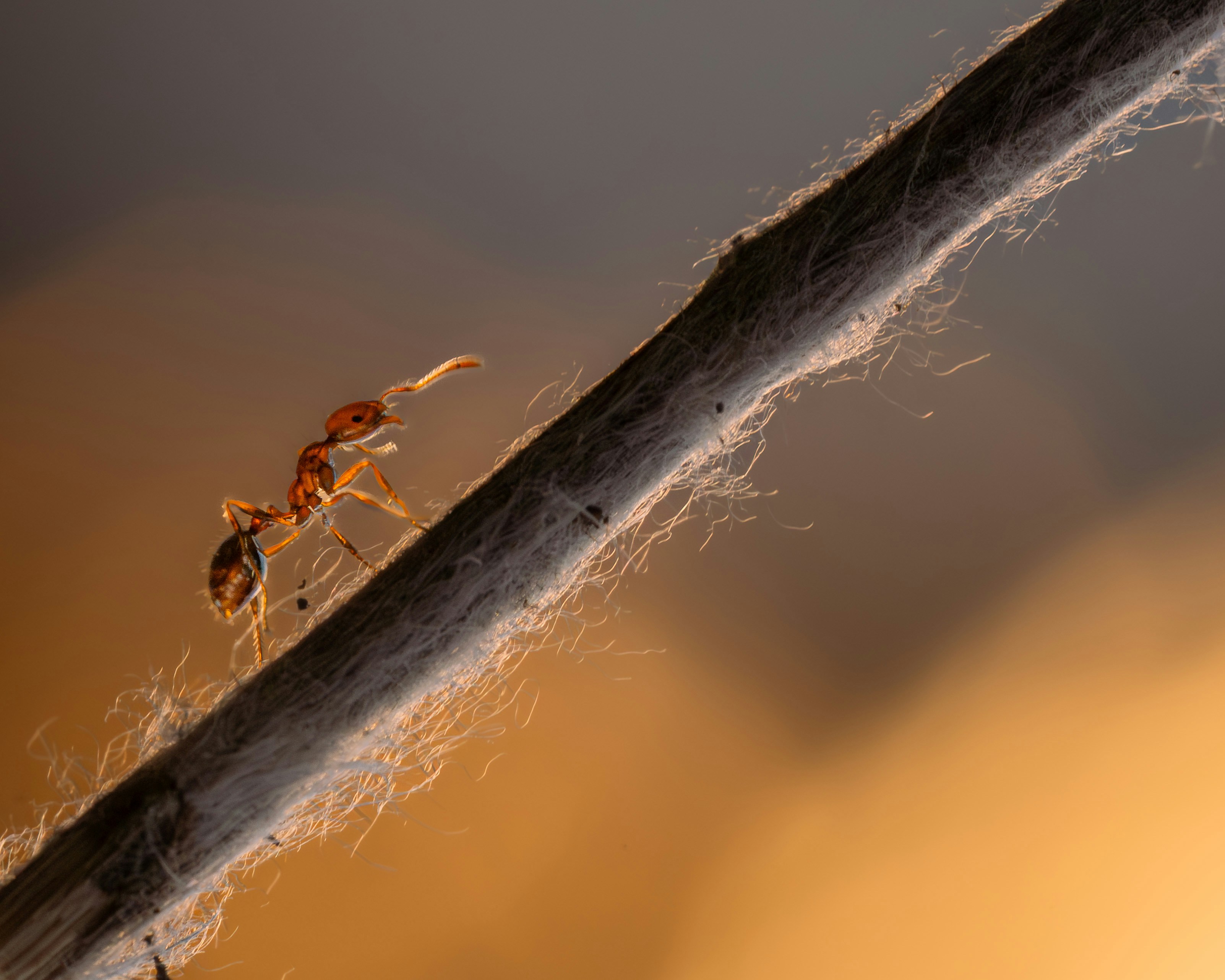 Ant on a Frayed Fiber: Close-Quarters on a Nature Thread