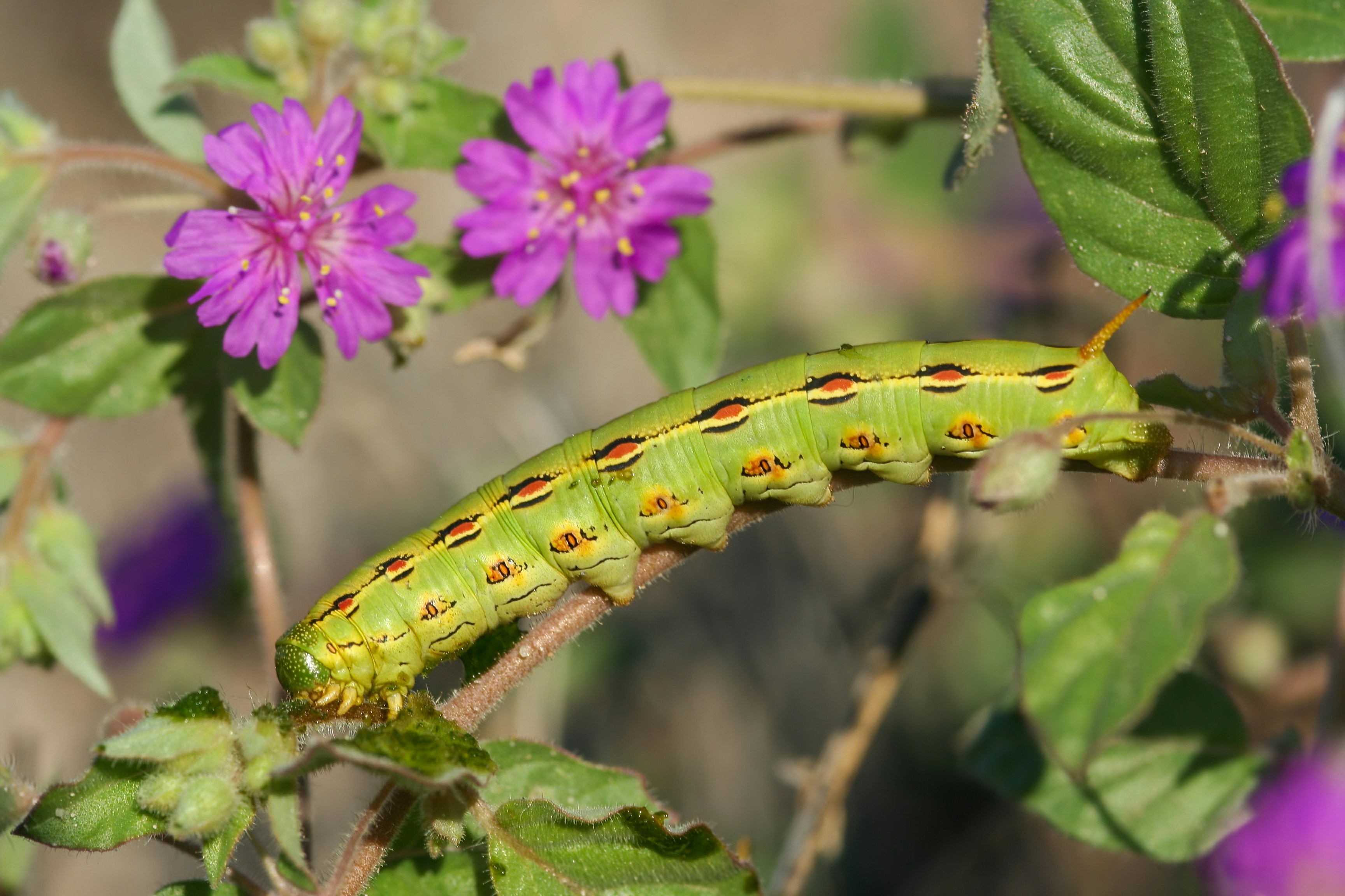 Emerald Caterpillar on Purple Blooms