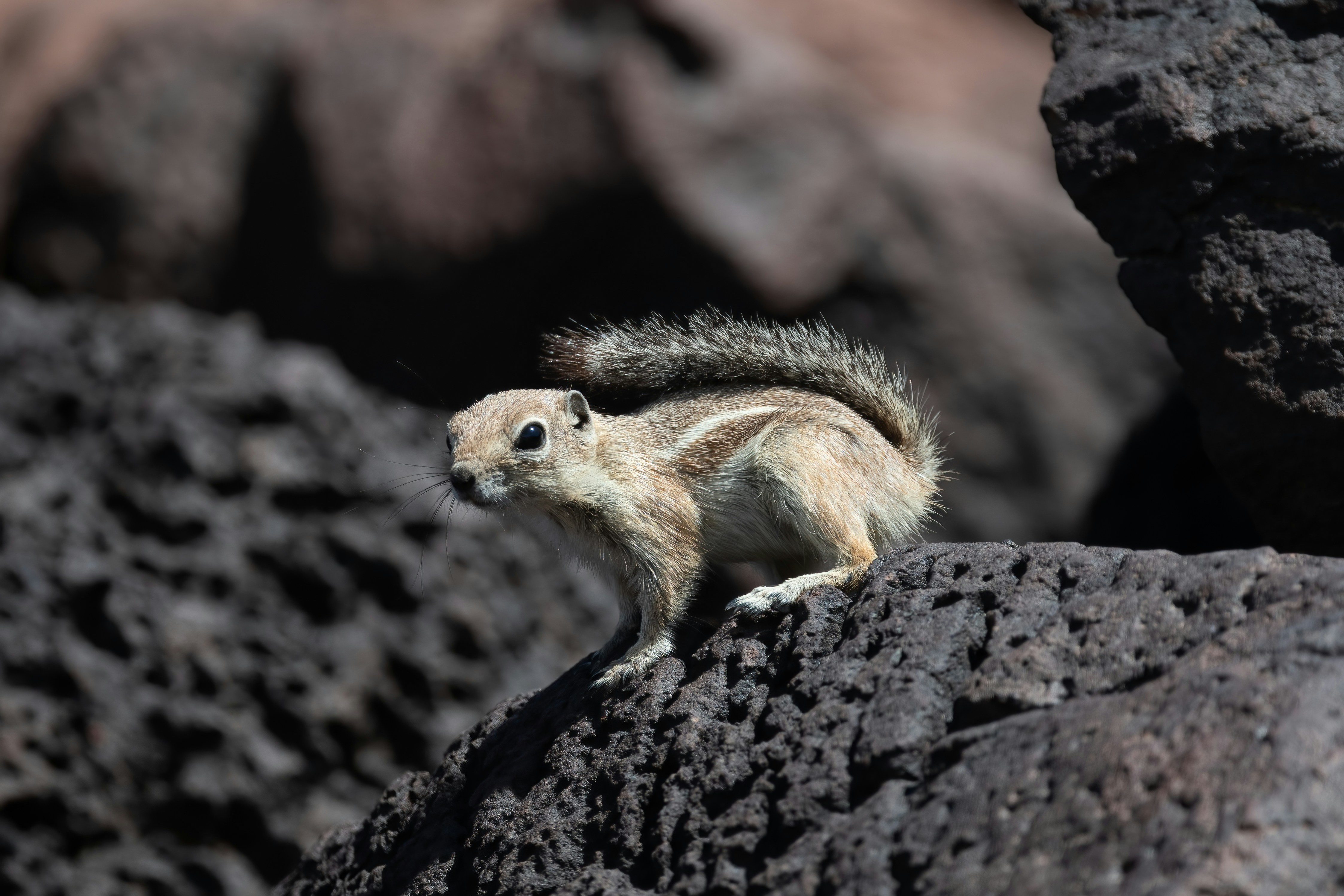 Rock-dwelling Squirrel Scout on volcanic terrain