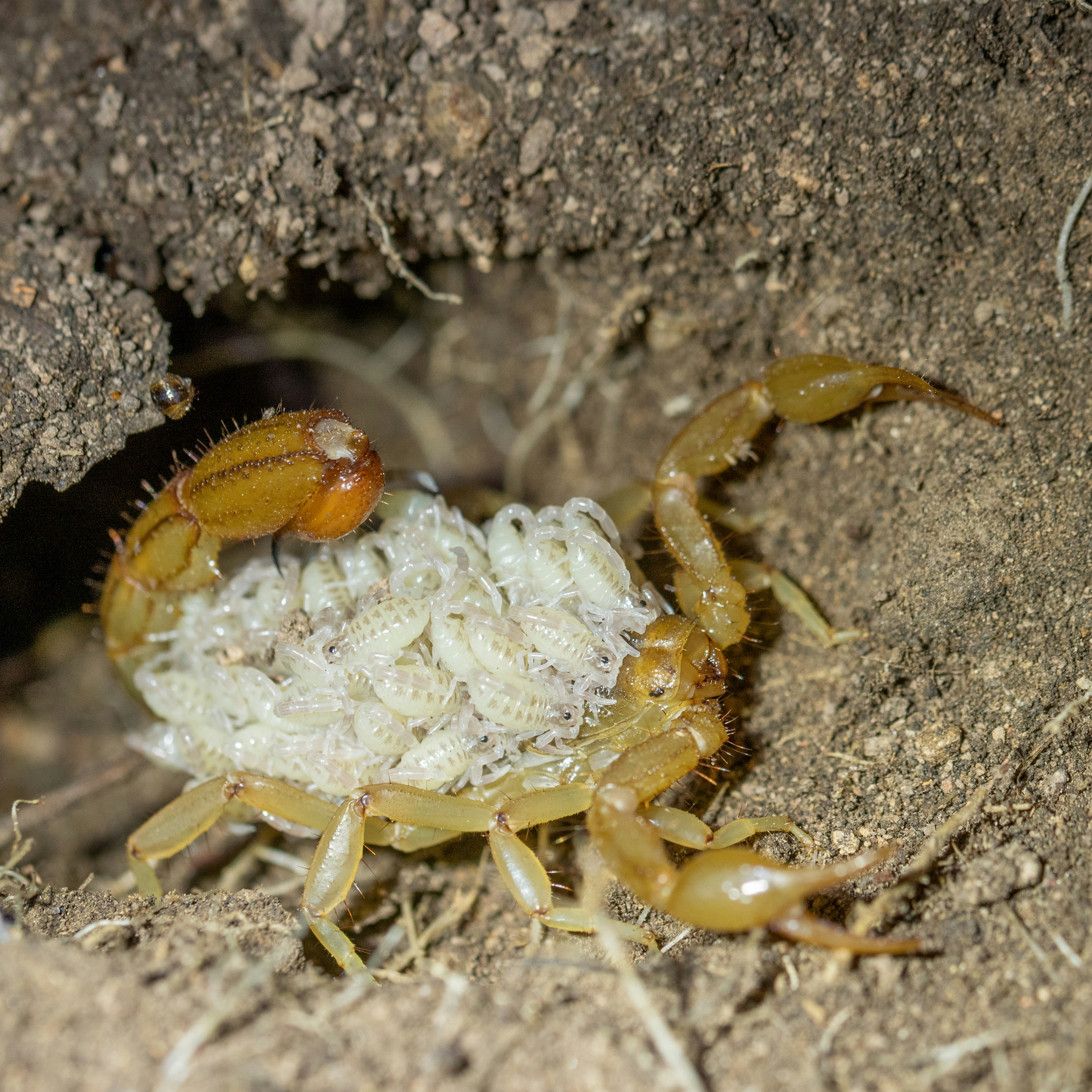 Underlit Scorpion Mutation: A Focal Crab Carapace Amid Soil