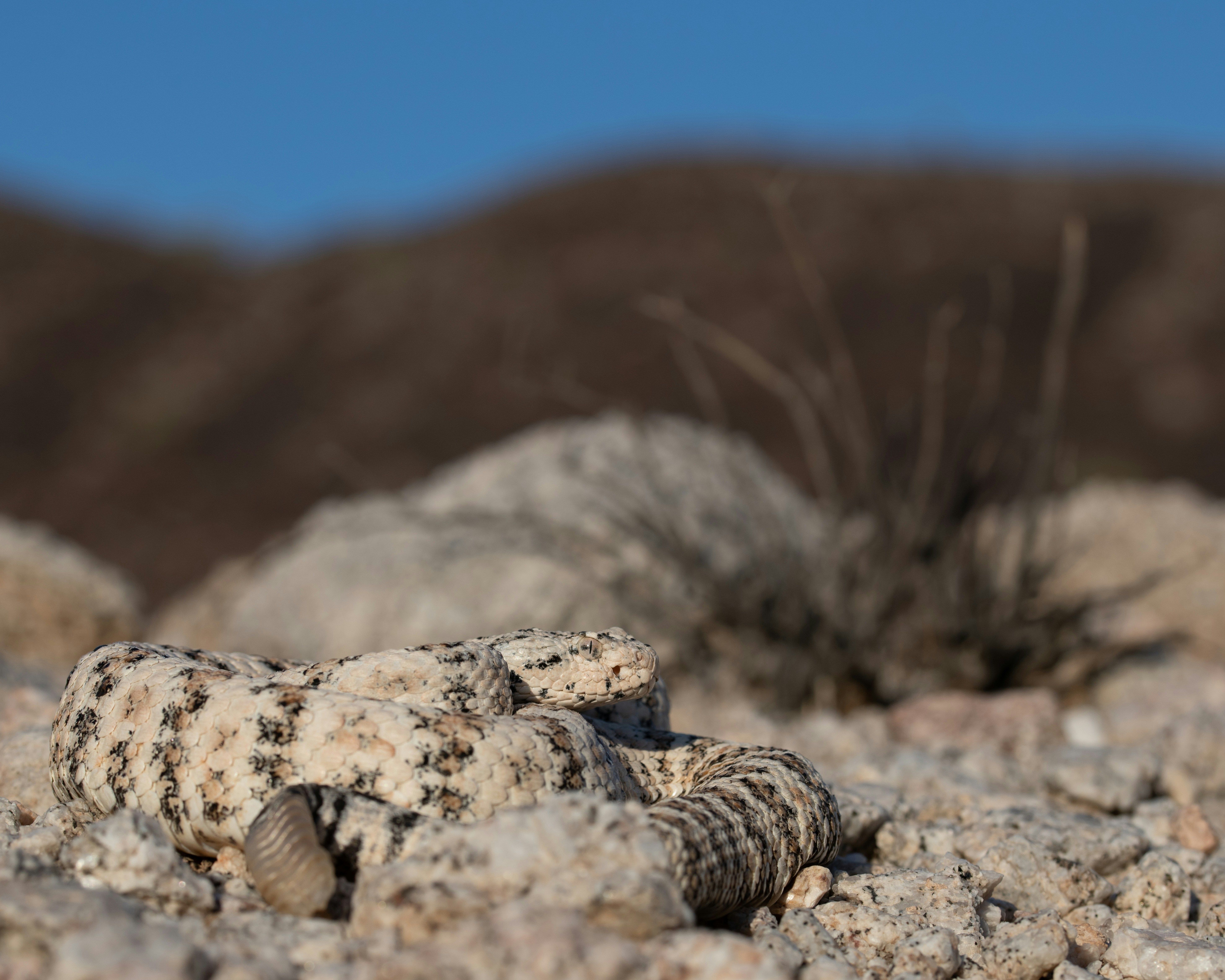 Pebbled Tides: Desert Rocks and Shell Fragments Rest on Sunlit Gravel