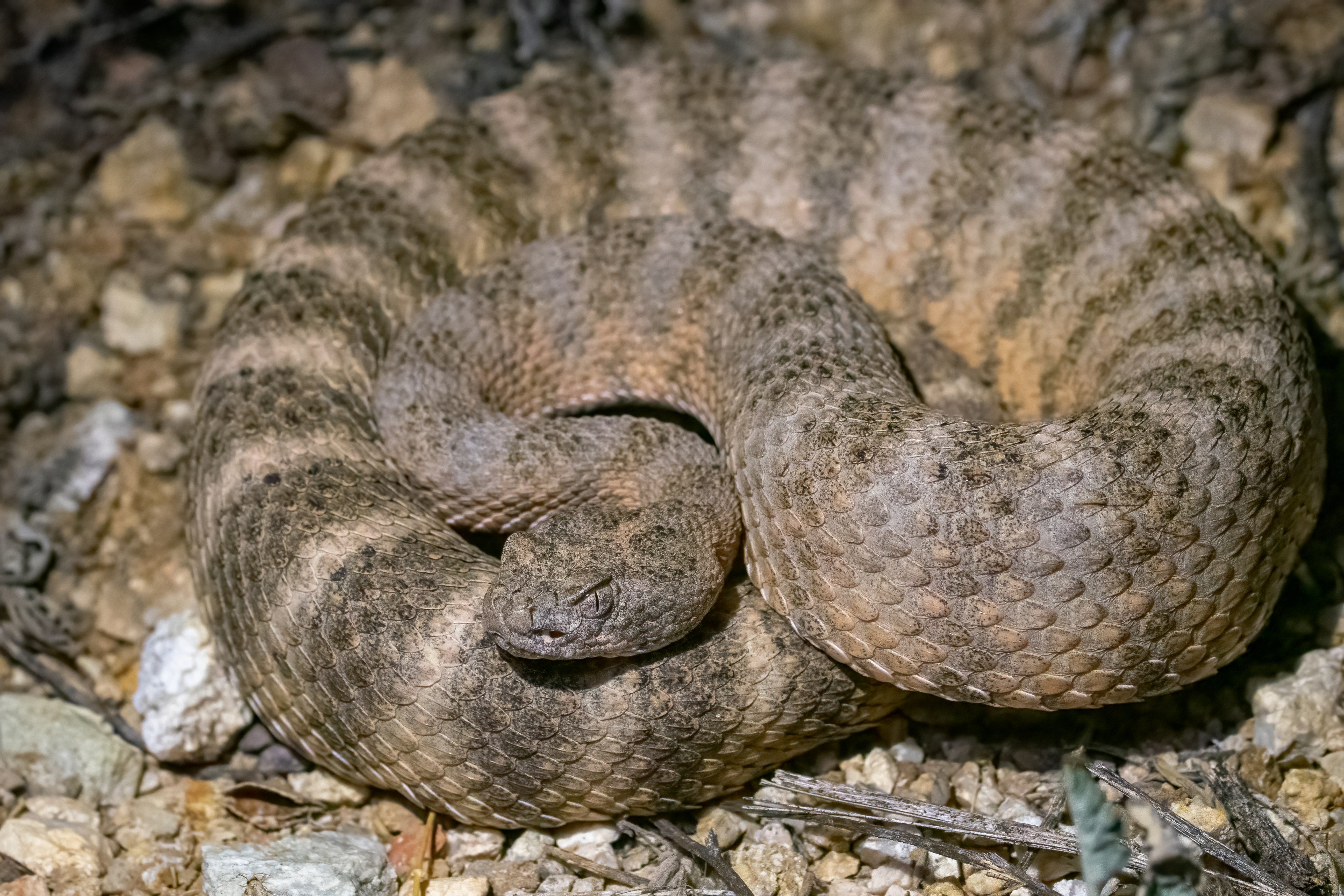 Coiled Rattlesnake at Rest among Pebbles