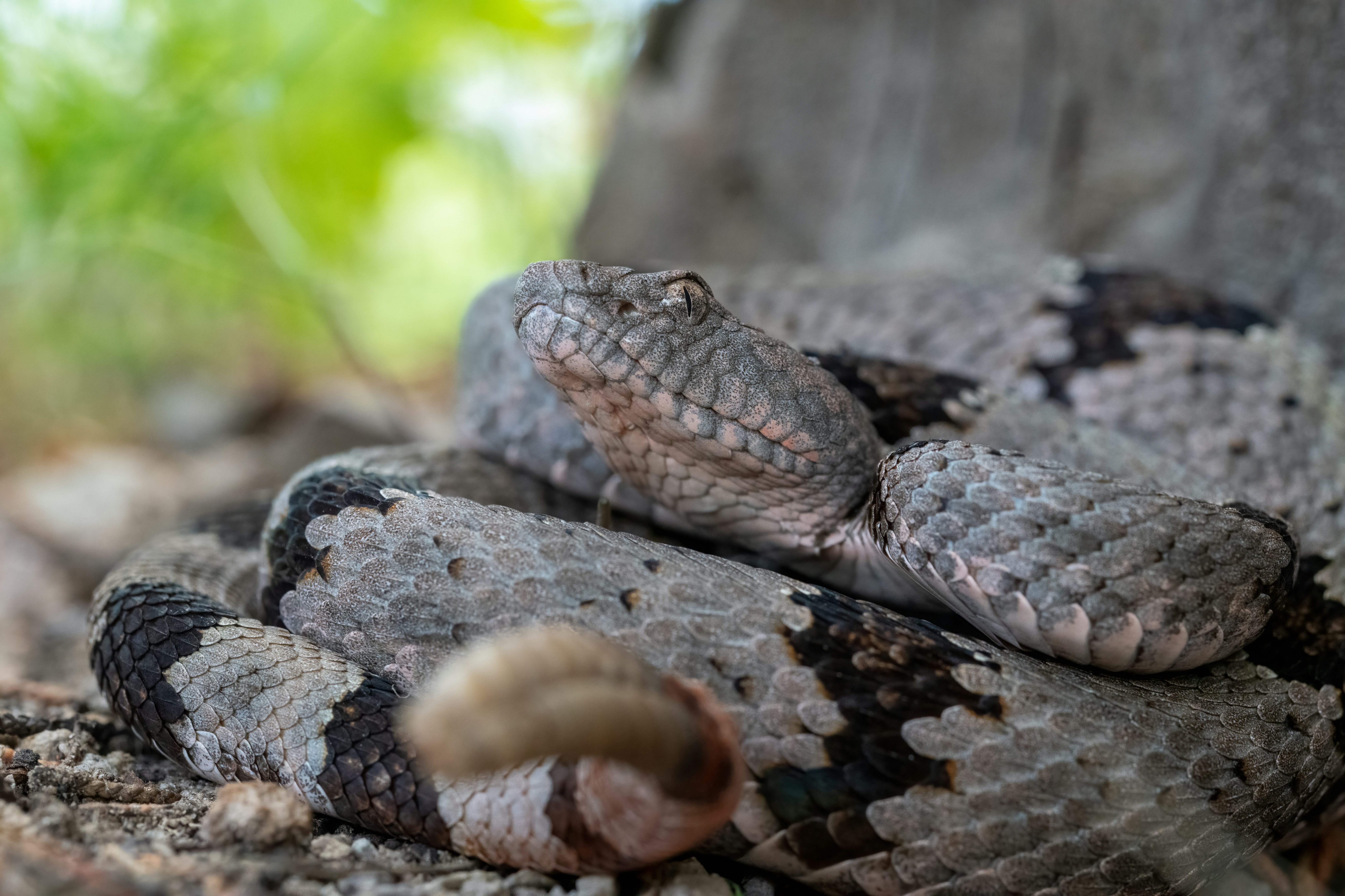 Coiled Vipers in Quiet Shade