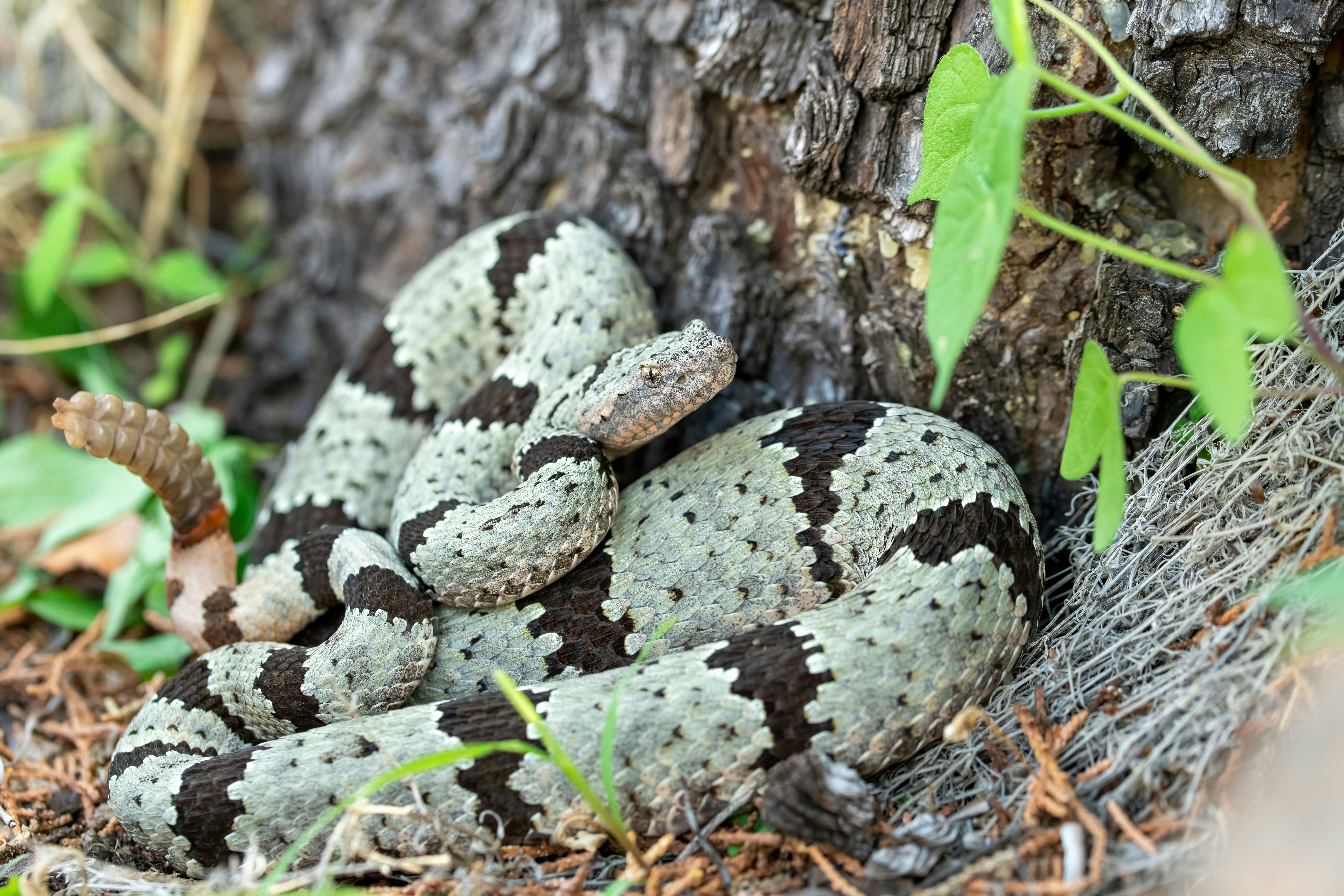 Coiled Sentinel: A Band of Rattlers Resting at the Treebase