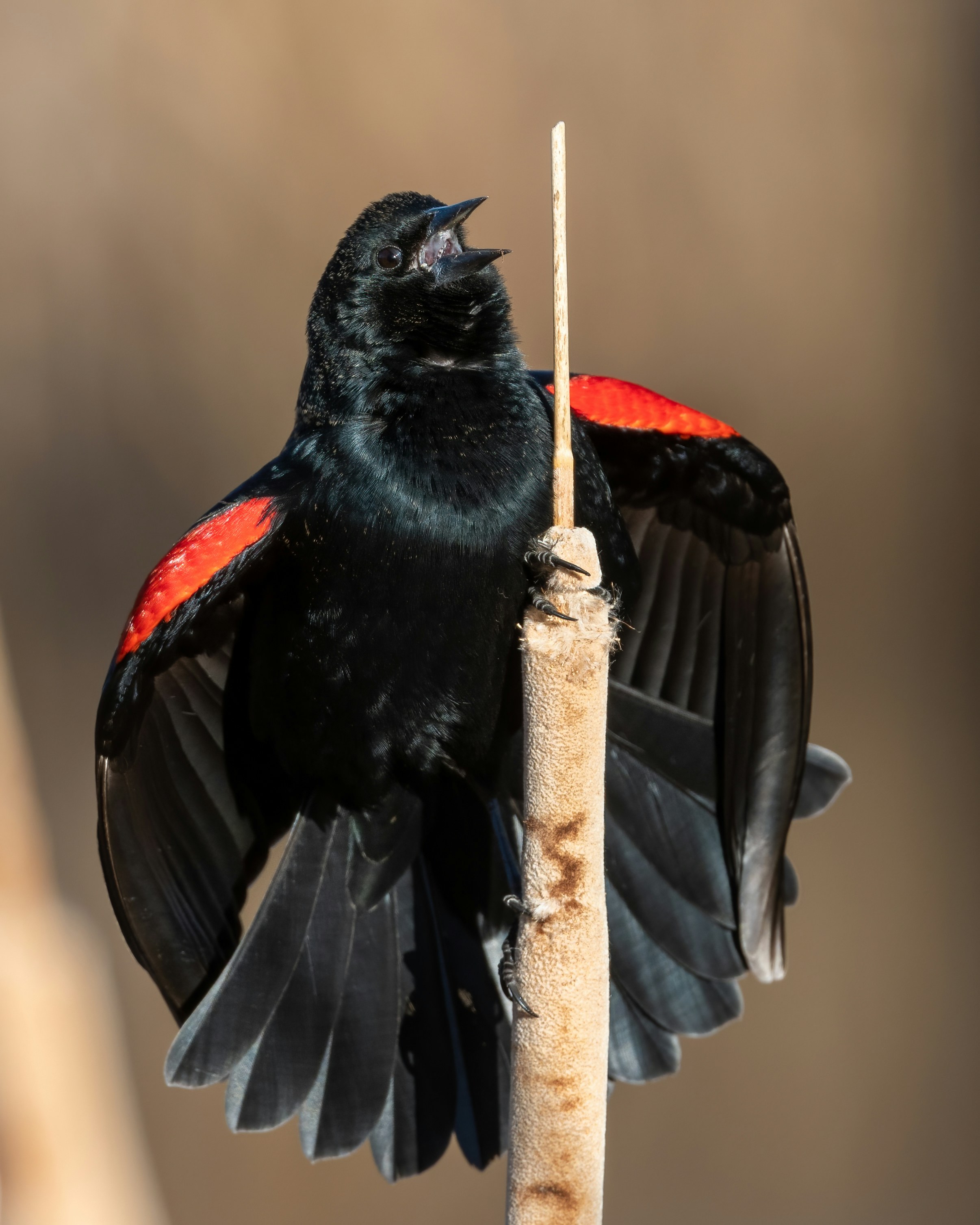 Red-winged Black Bird Perched and Singing on a Reed
