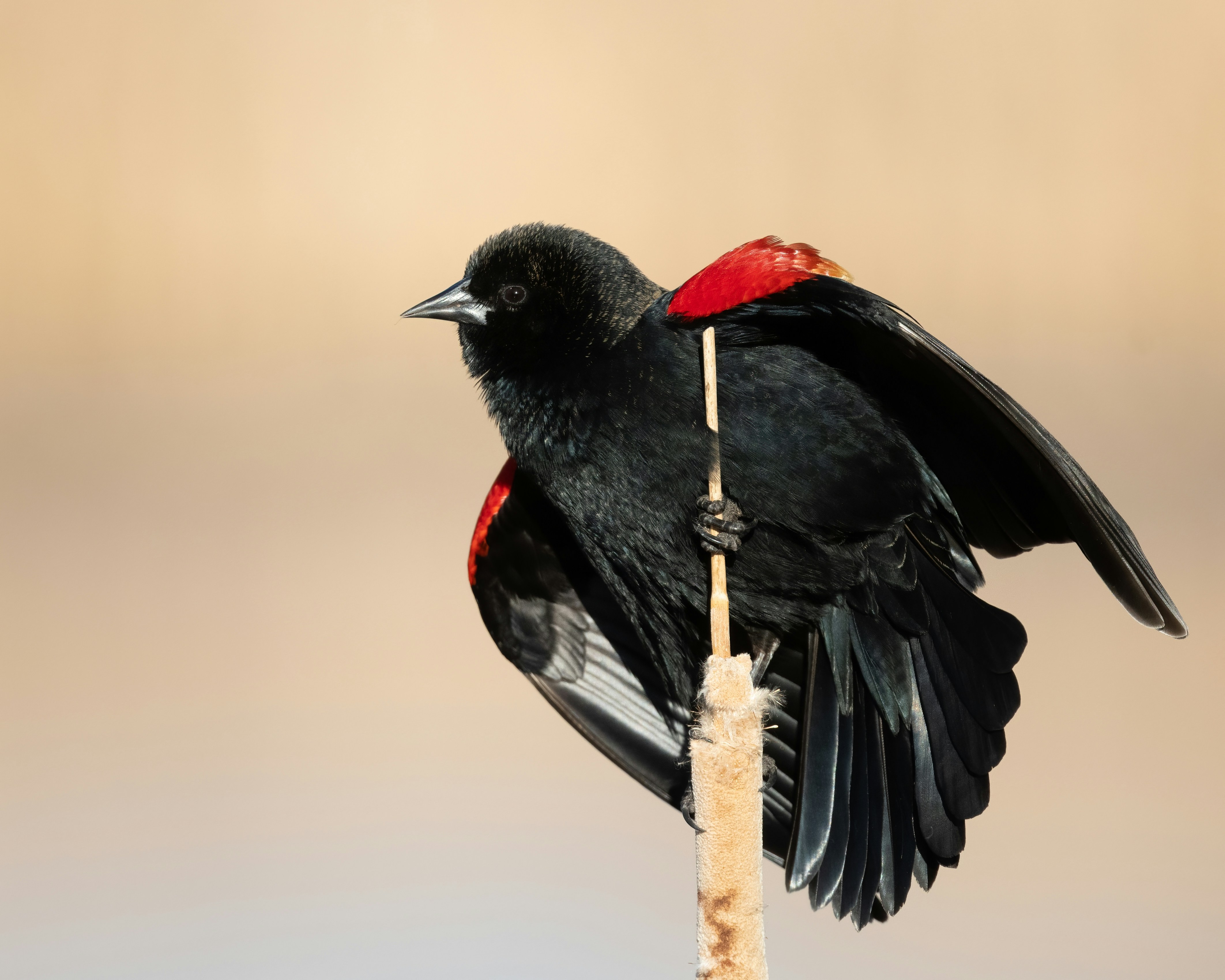 Cormorant on a Reed: a Moment of Post-Perch Pause