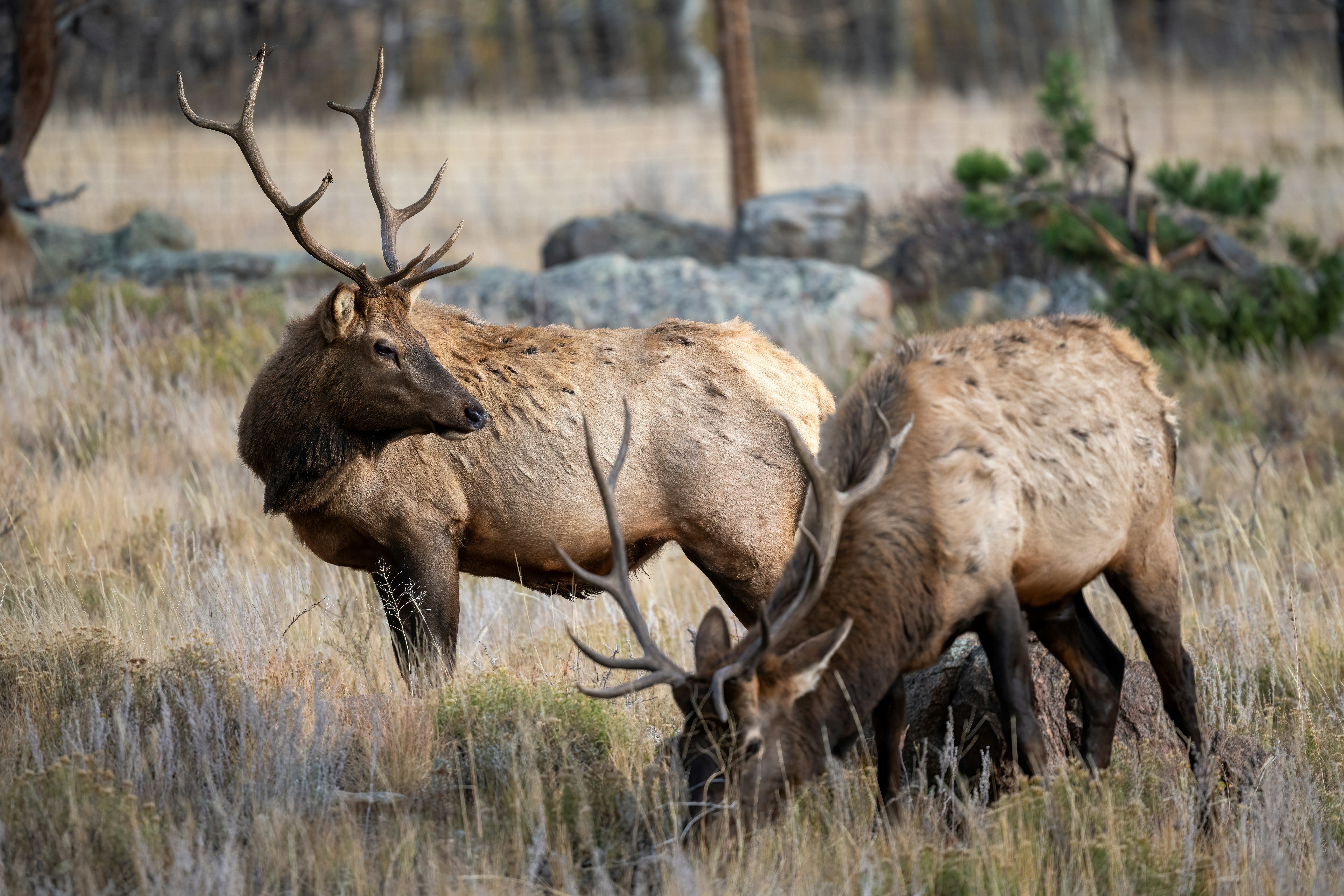 Brave Bull and His Companion: A Close-Quarters Stare Across the Grasslands