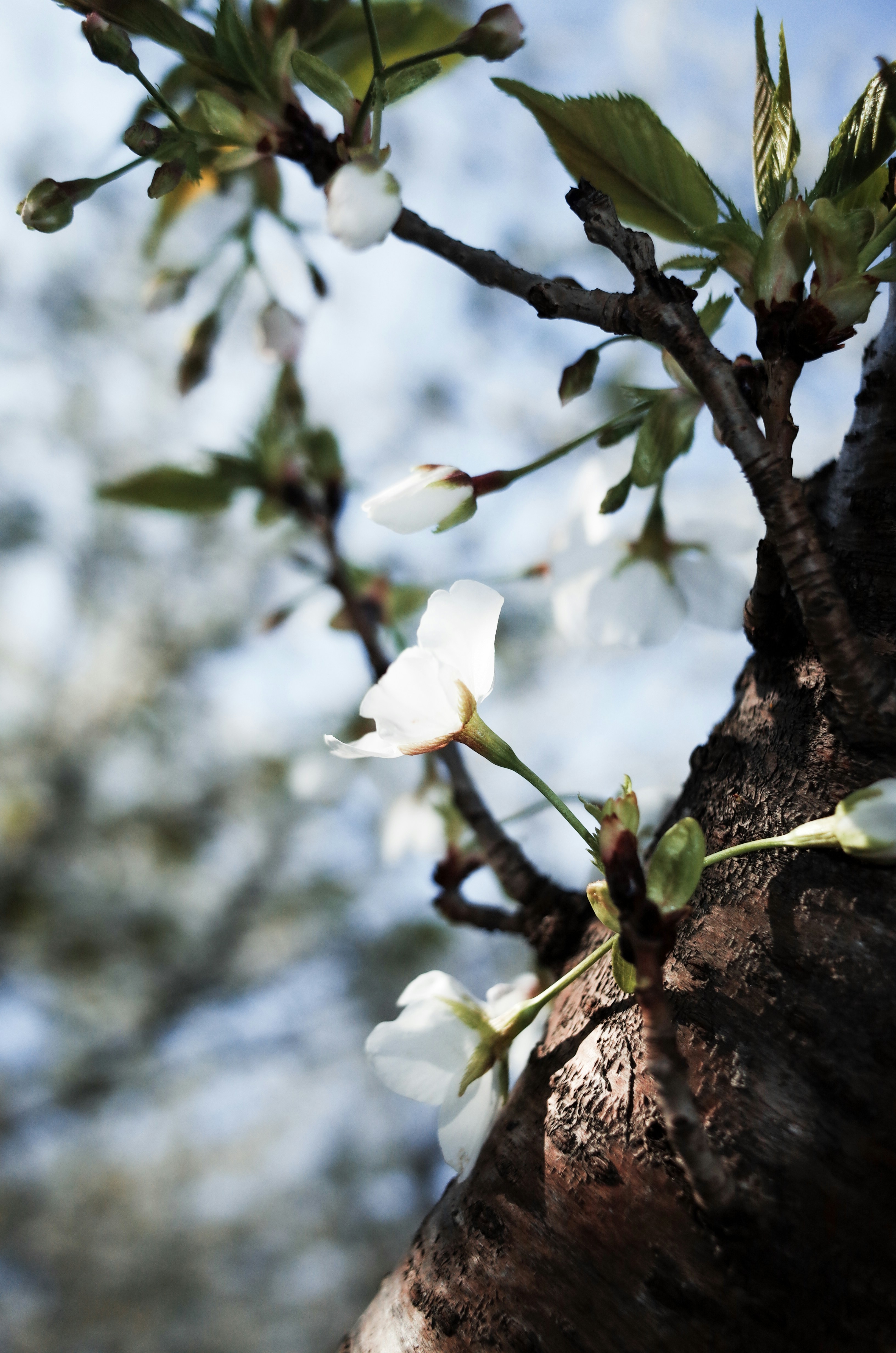 White blossoms climbing the sunlit trunk