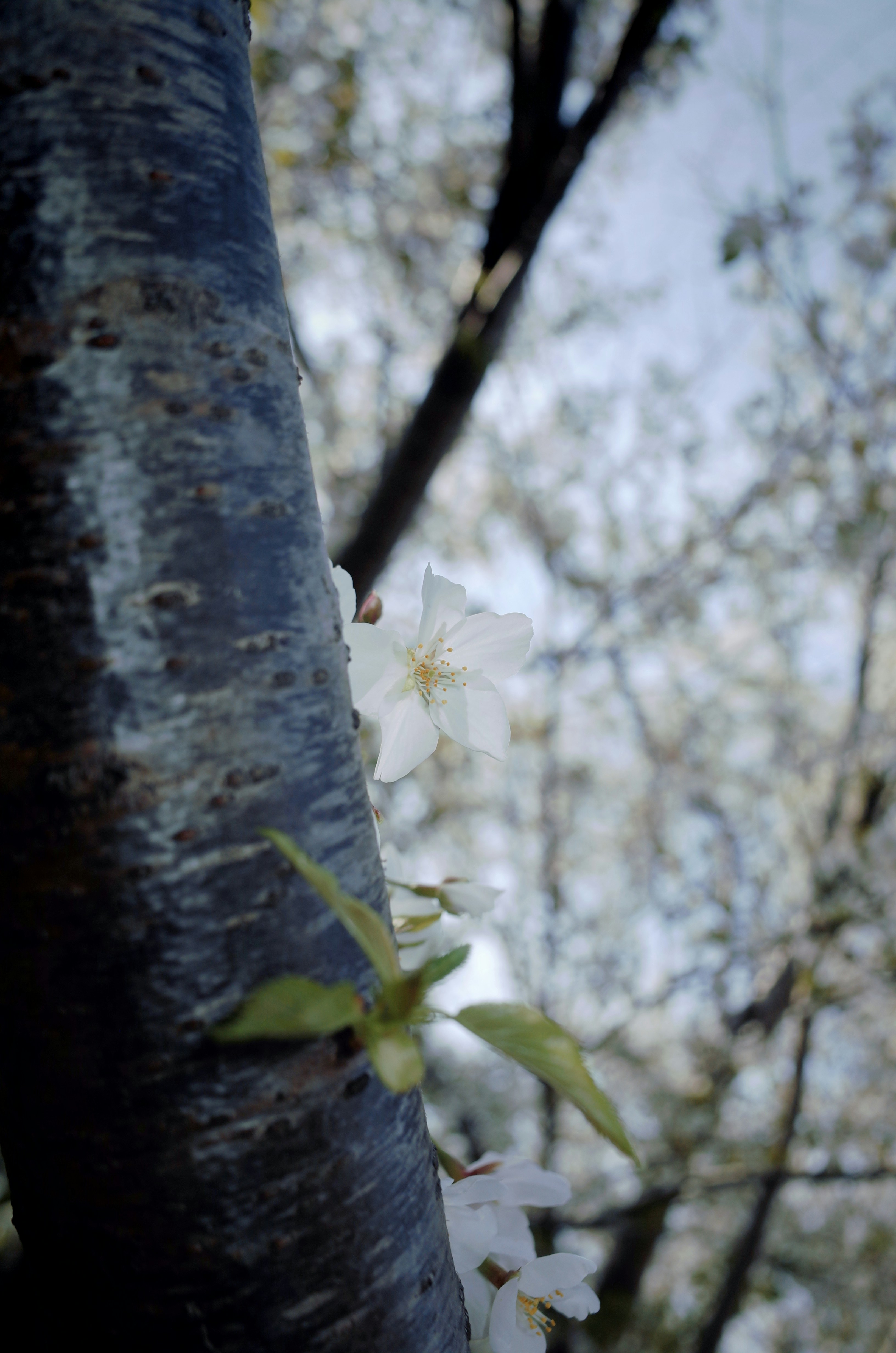 Blossom Peak on a Barked Trunk: A Quiet Spring Moment