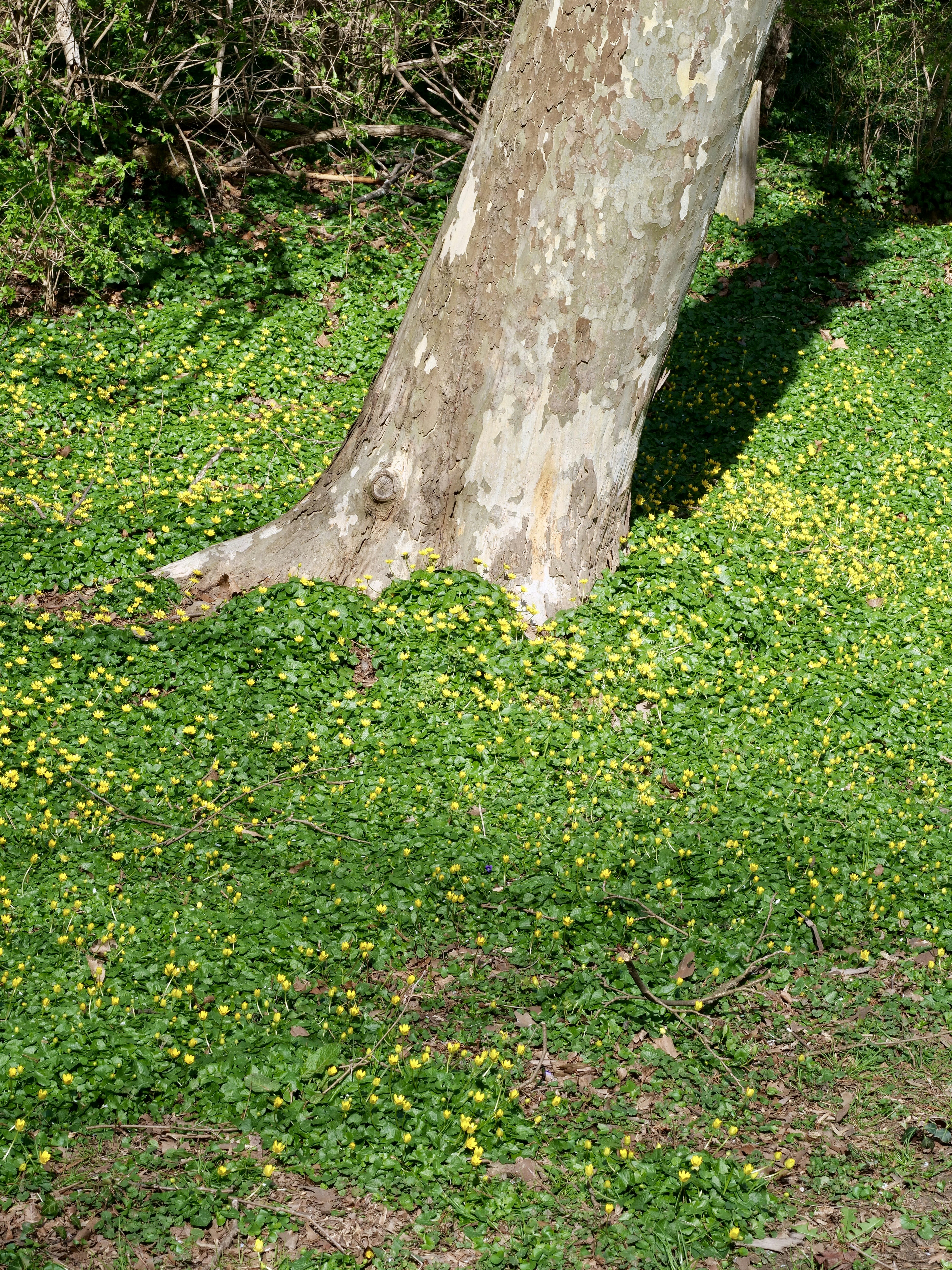 Trunk of a Sunlit Tree Rising Over a Carpet of Yarrow