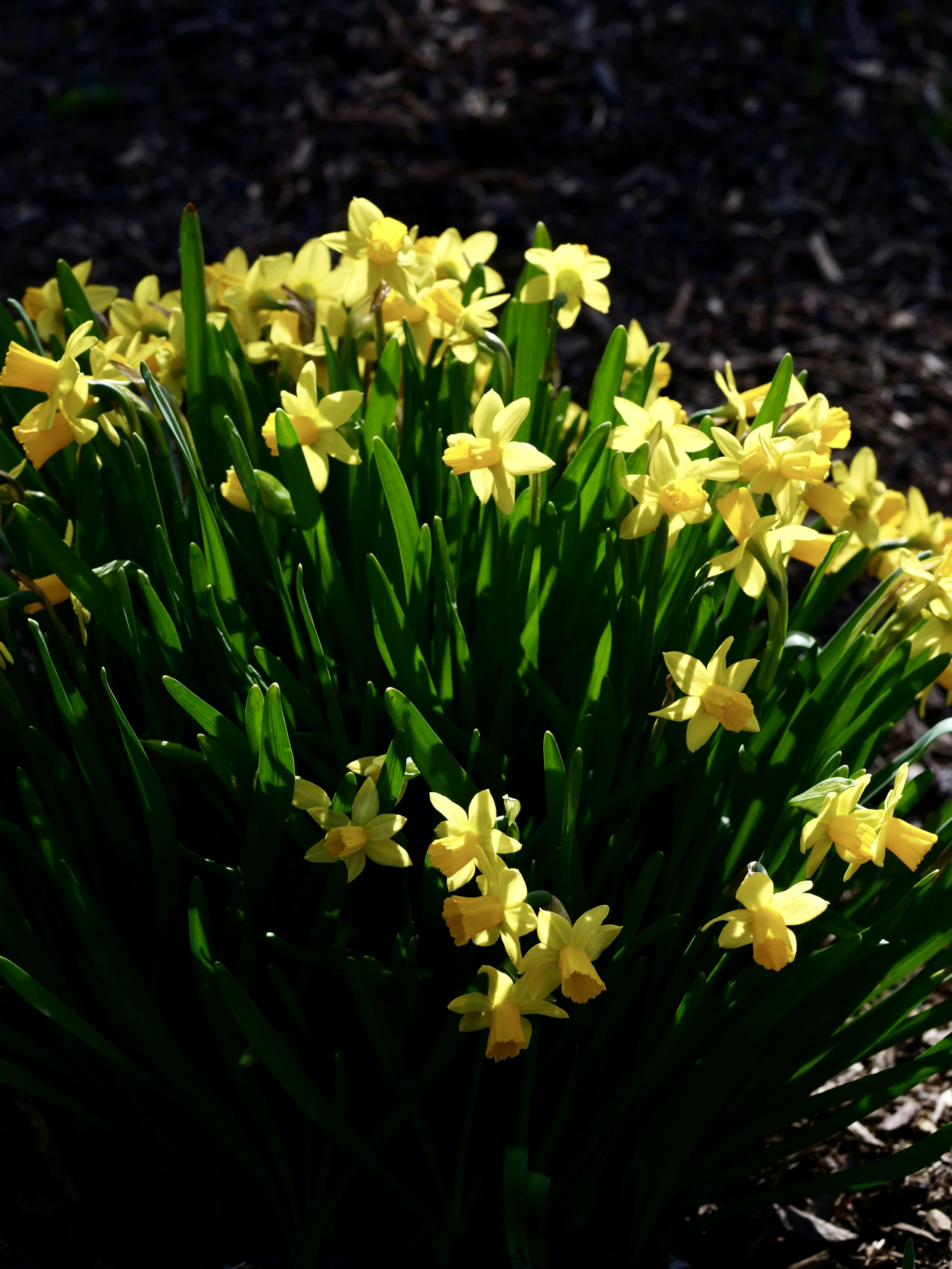 Radiant Yellow Daffodils Blooming in Morning Light
