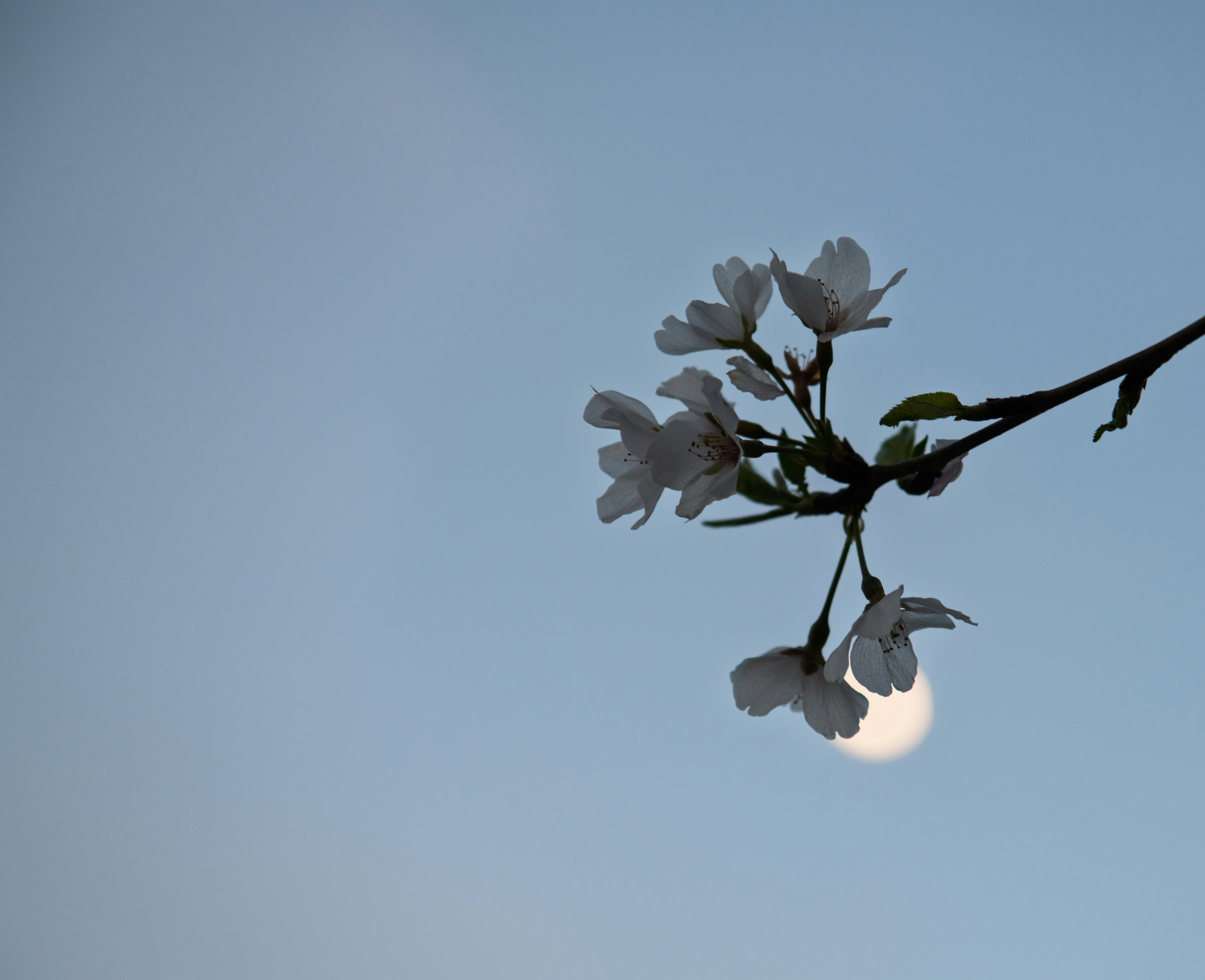 Moonlit Blossom: A Branch Reaches Into Evening Sky