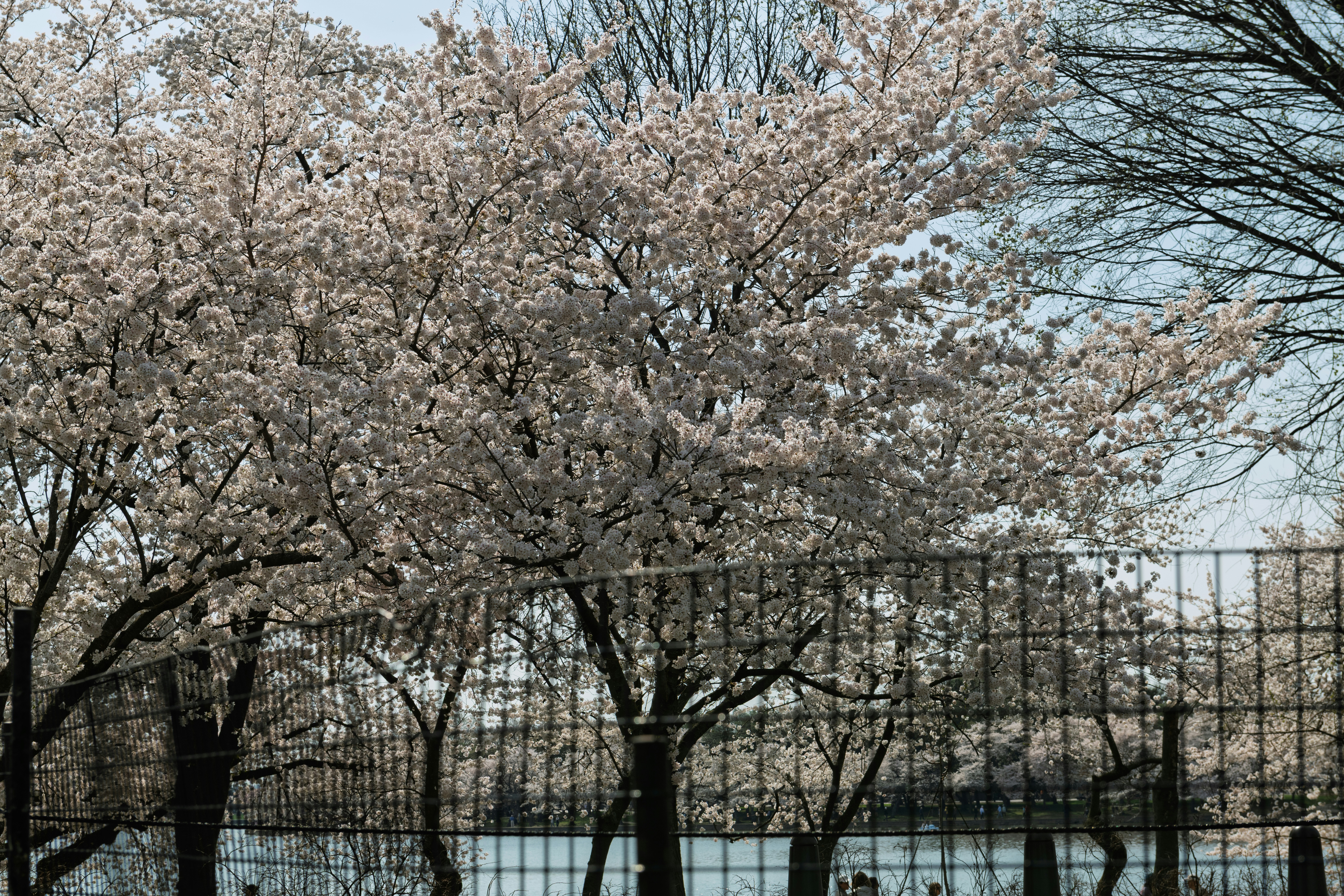 Blossoms Over the Fence: A Quiet Riverside Scene
