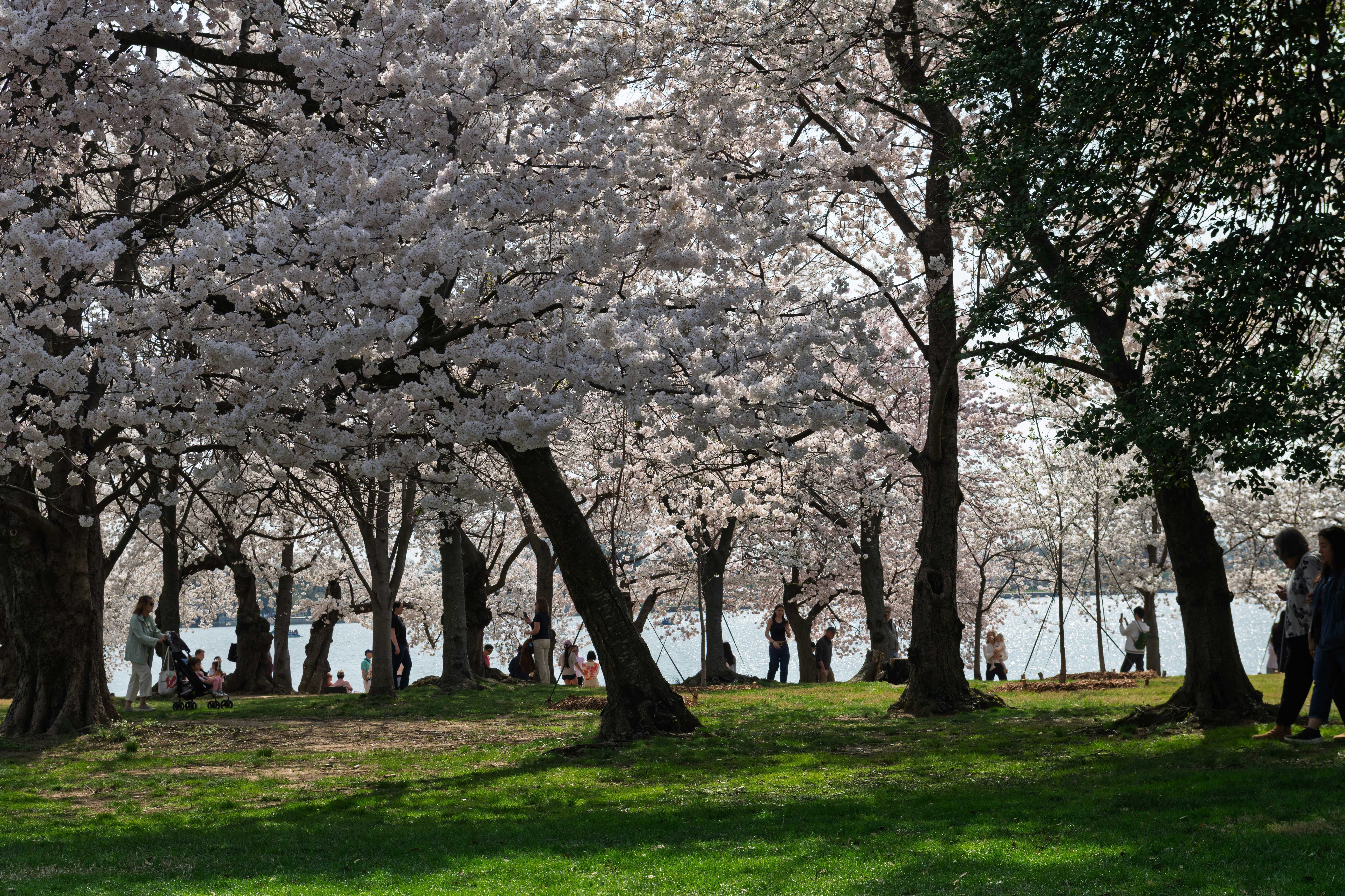 Cherry Blossom Avenues by the Lake