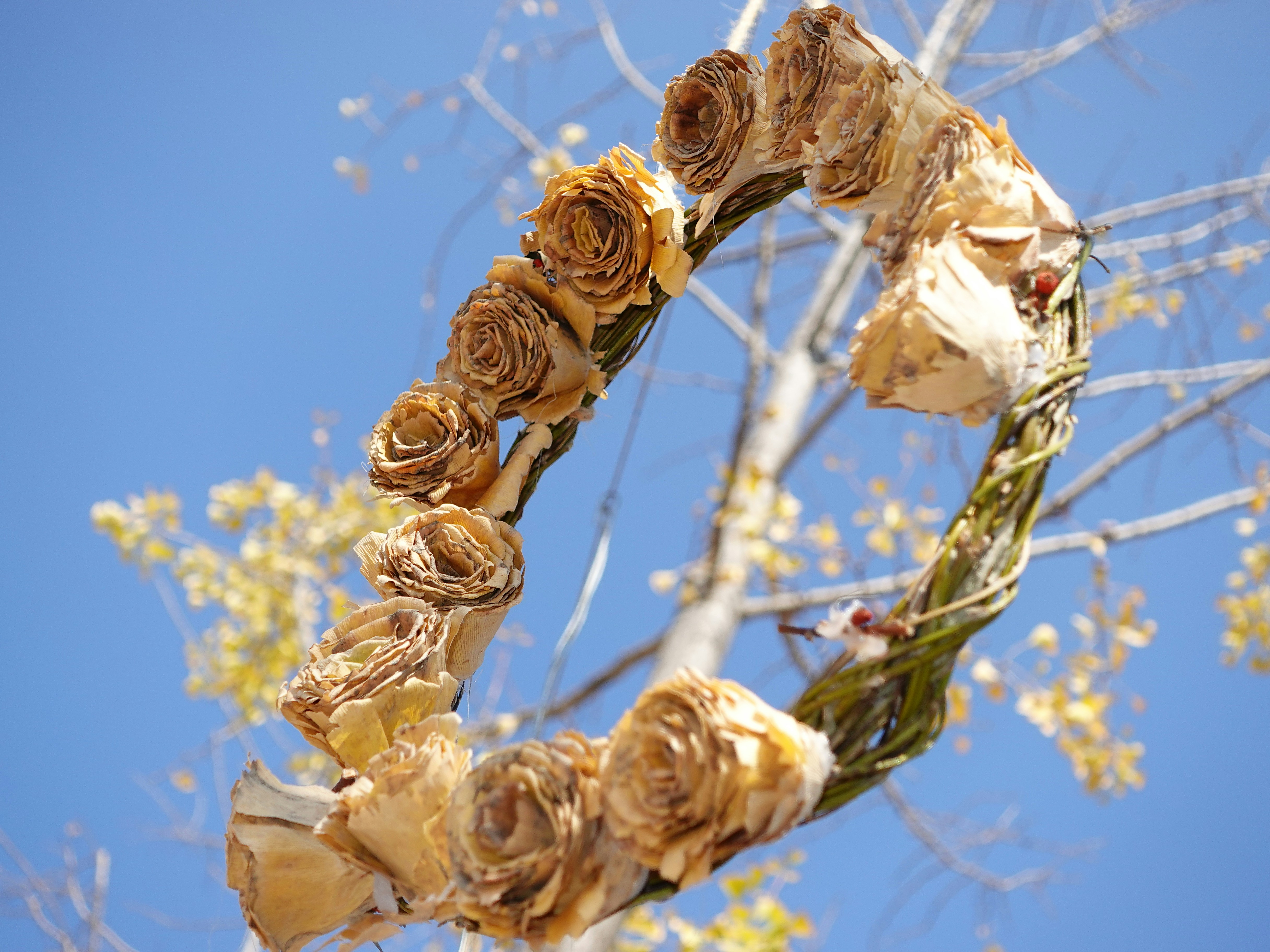 Withered Rose Ring Against a Clear Sky