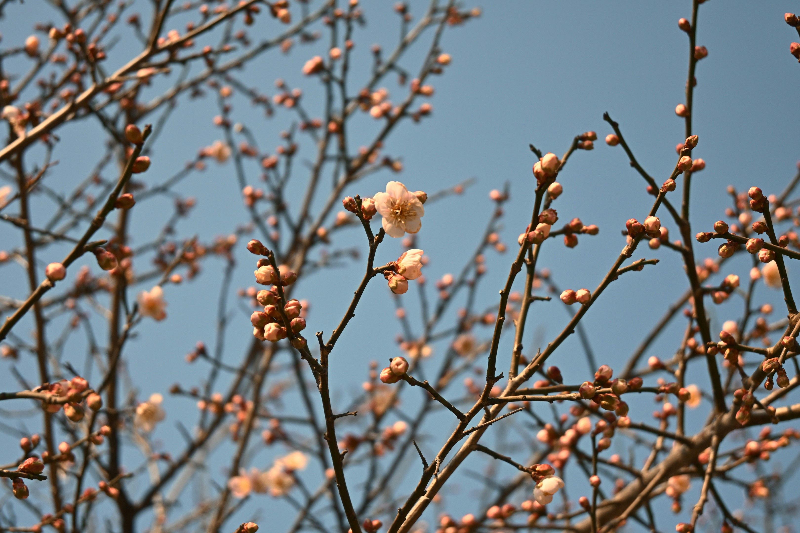 Blossoms Break Through the Winter Sky