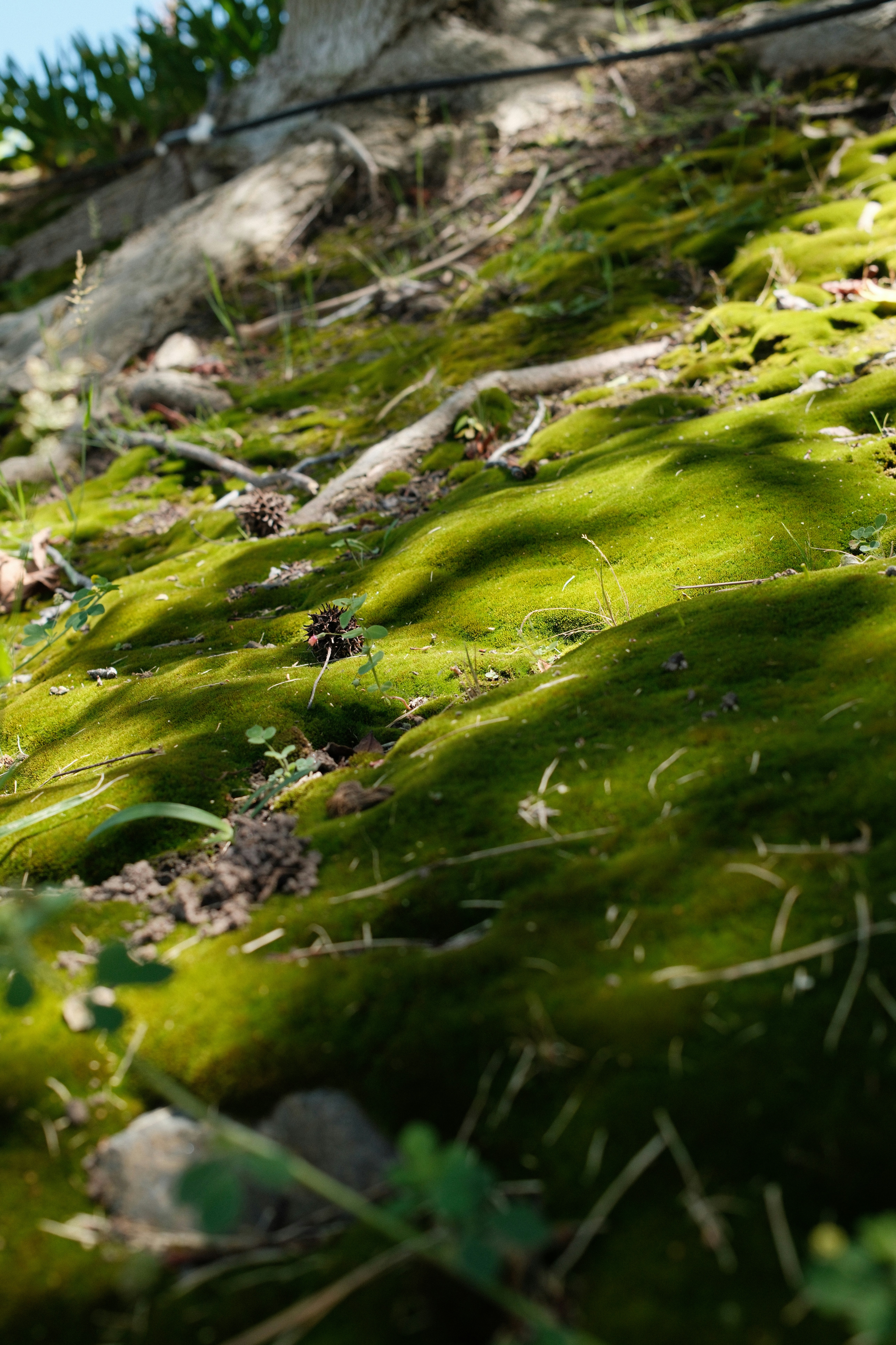 Emerald Carpet: Mossy Knoll in Dappled Light