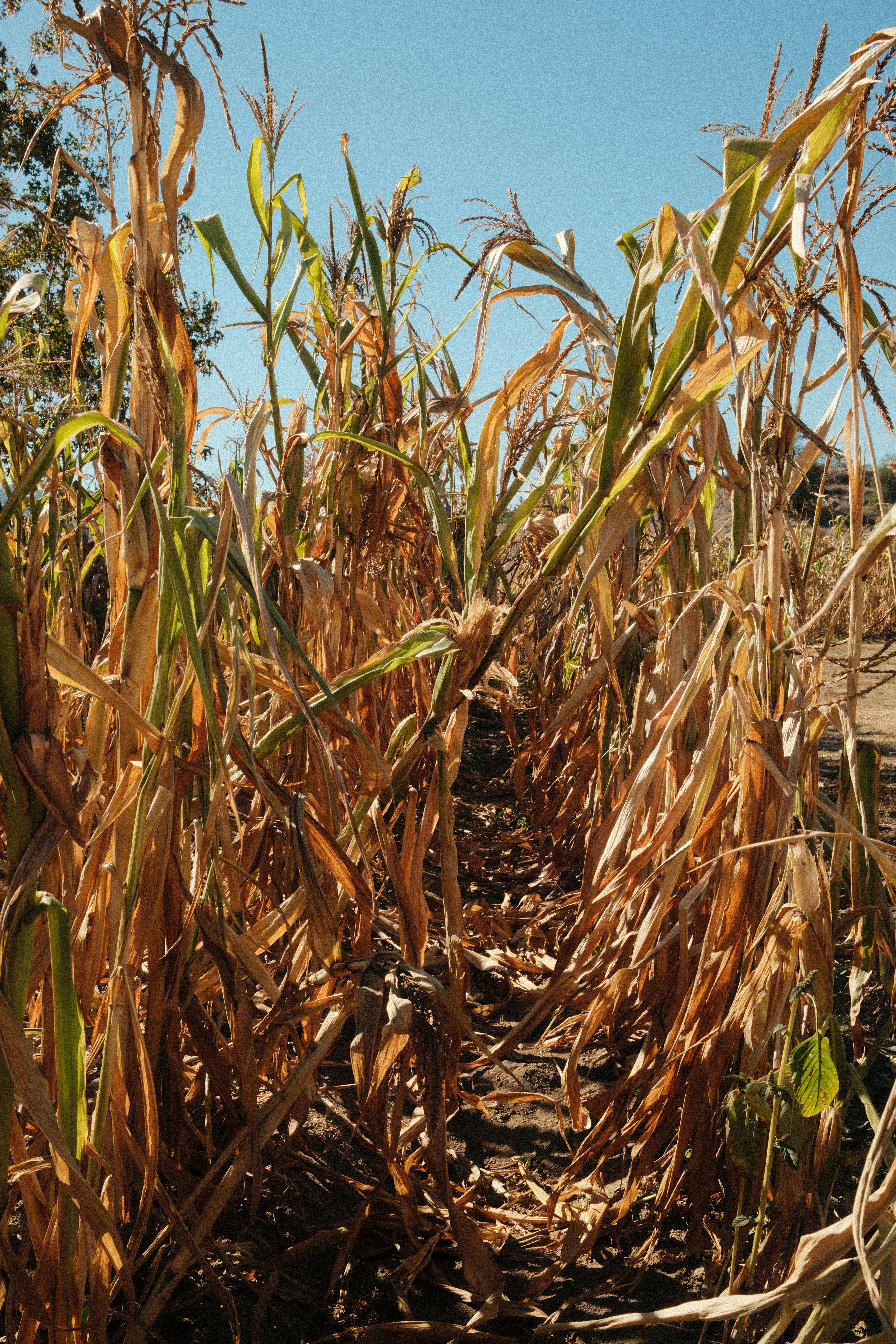 Between Cornstalks: A sunlit Path Through a Dried Field