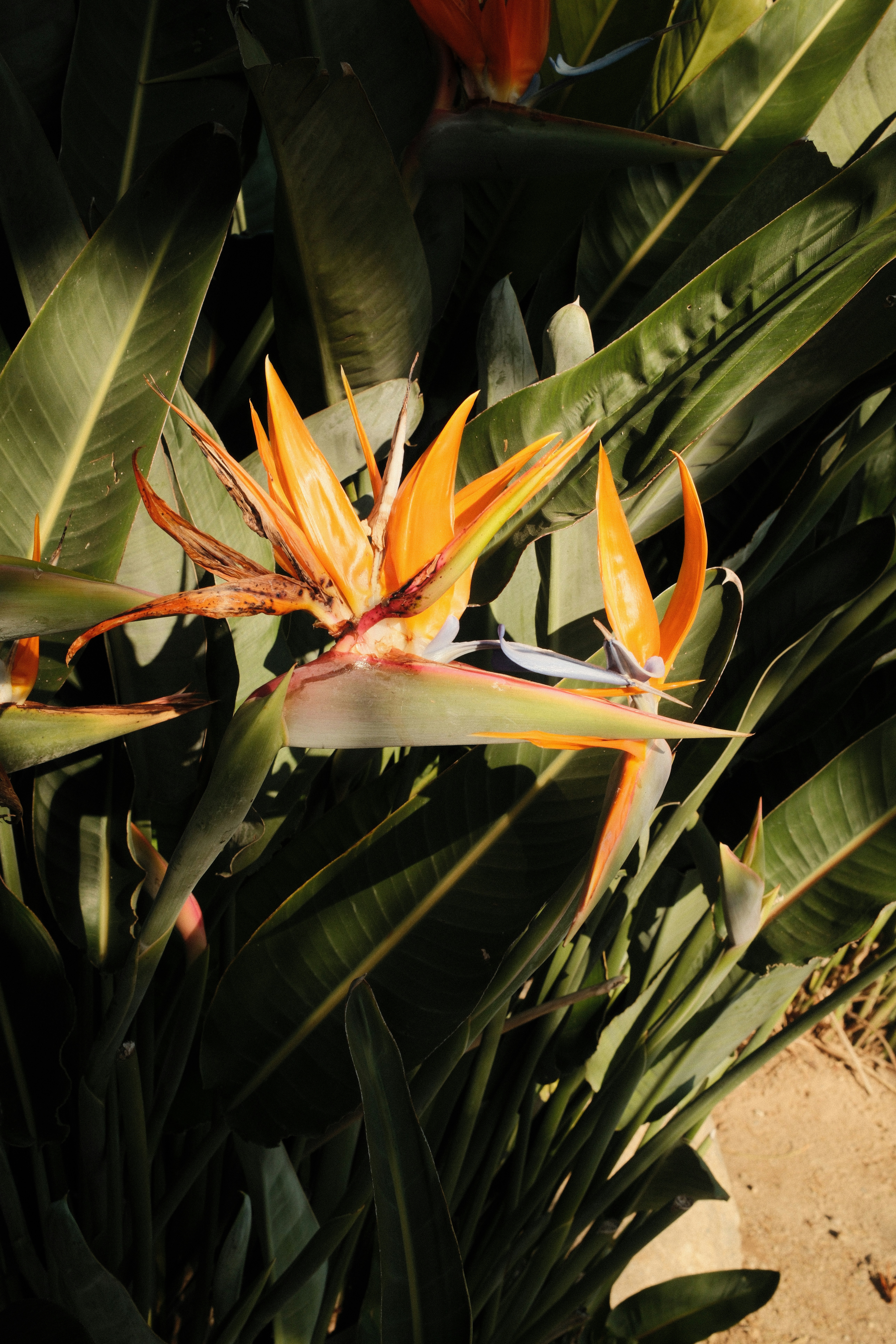 Orange Bird of Paradise Blossoms Amid Broad Green Leaves