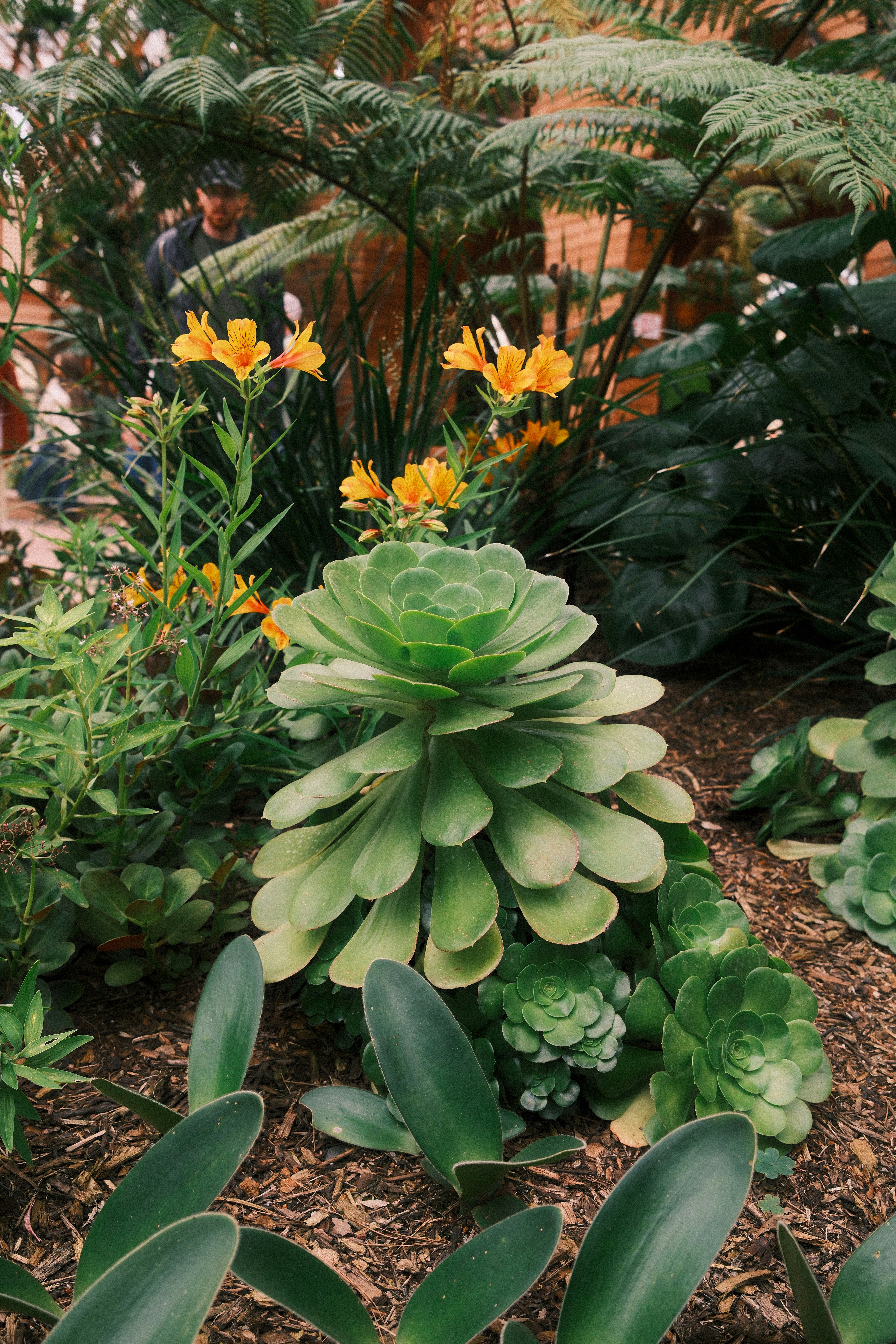 Verdant Terrace: a succulent centerpiece among bright orange blooms