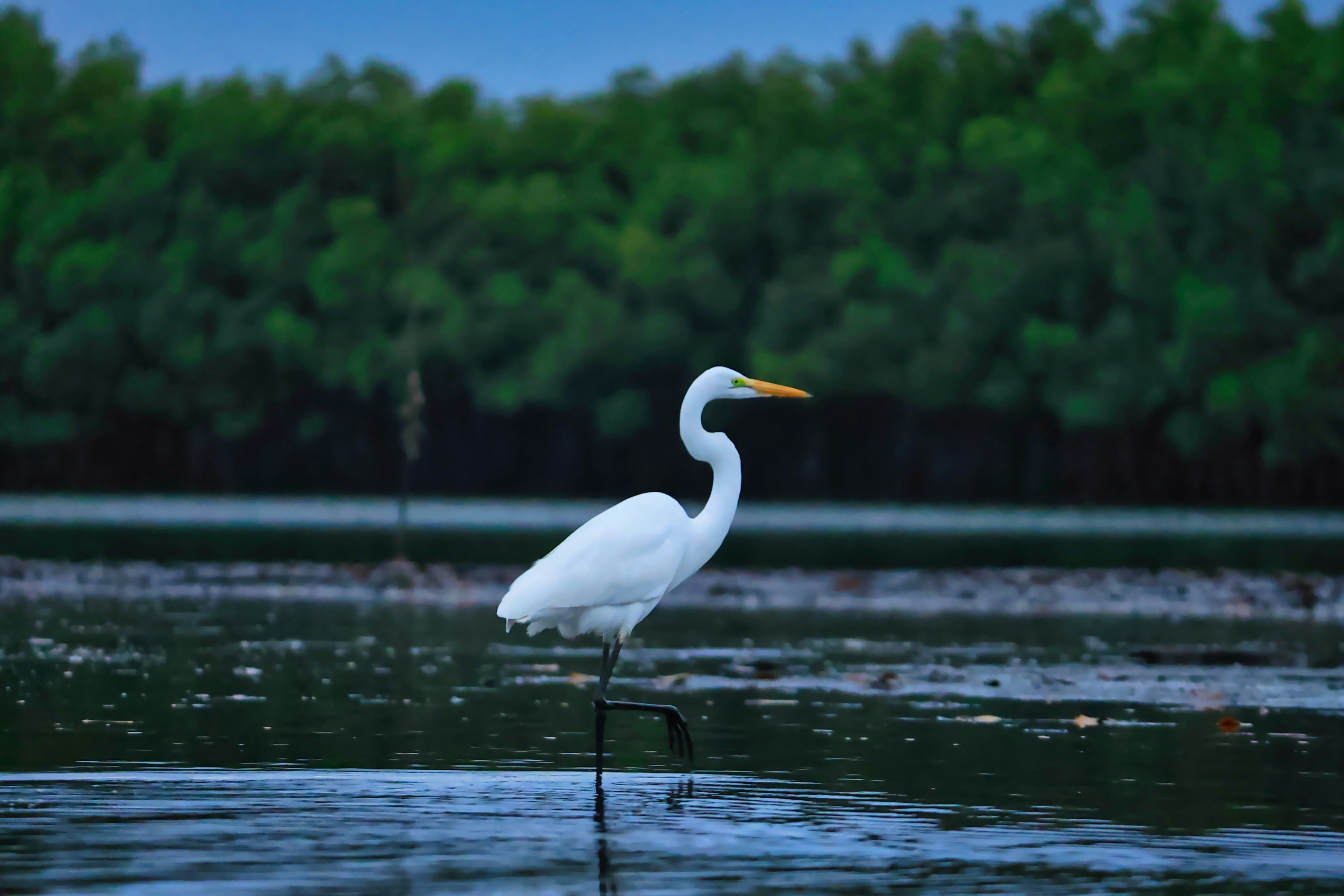 Singleton Egret in Quiet Lagoon