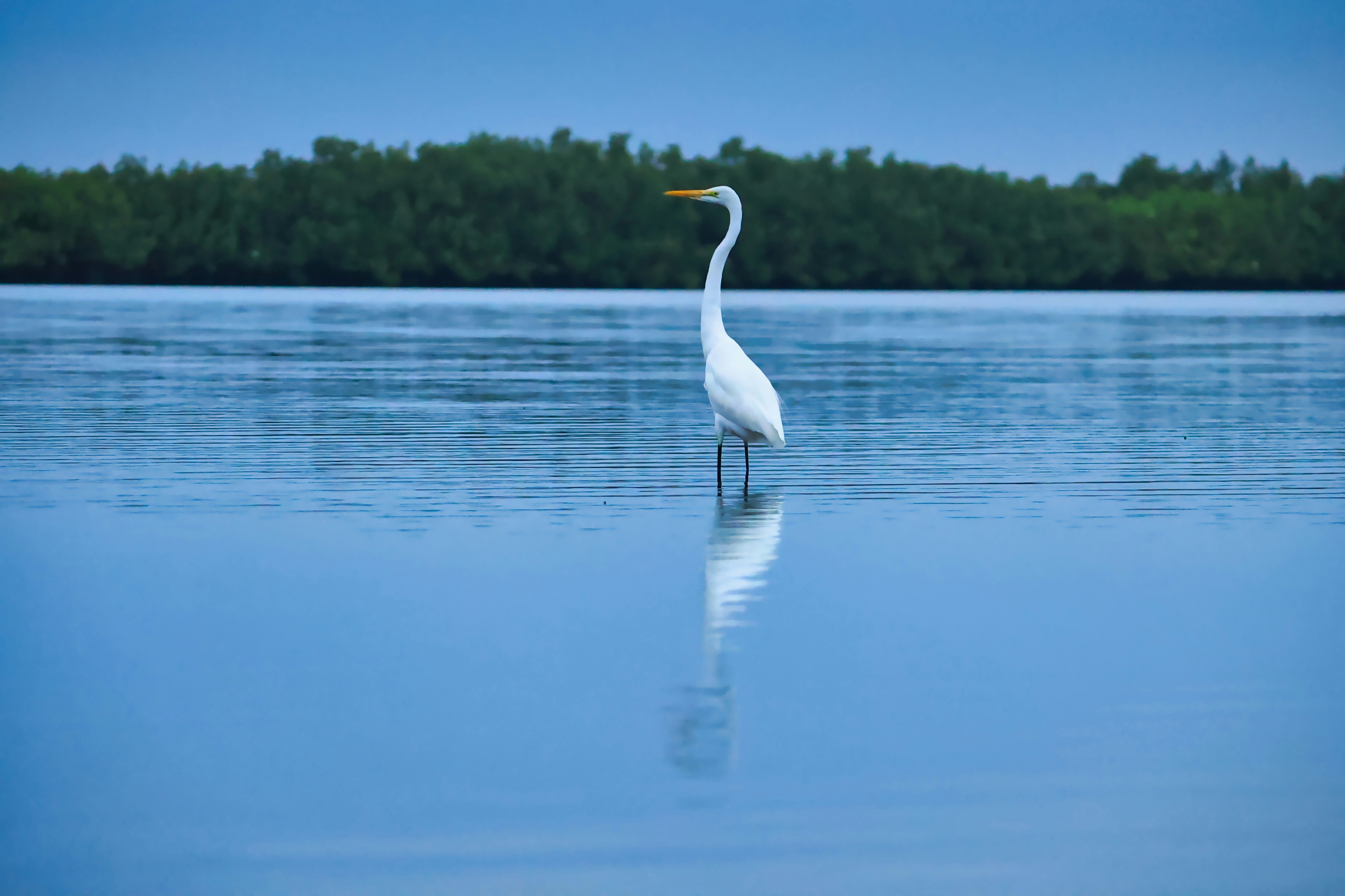 The Silent Heron in a Glassy Inlet