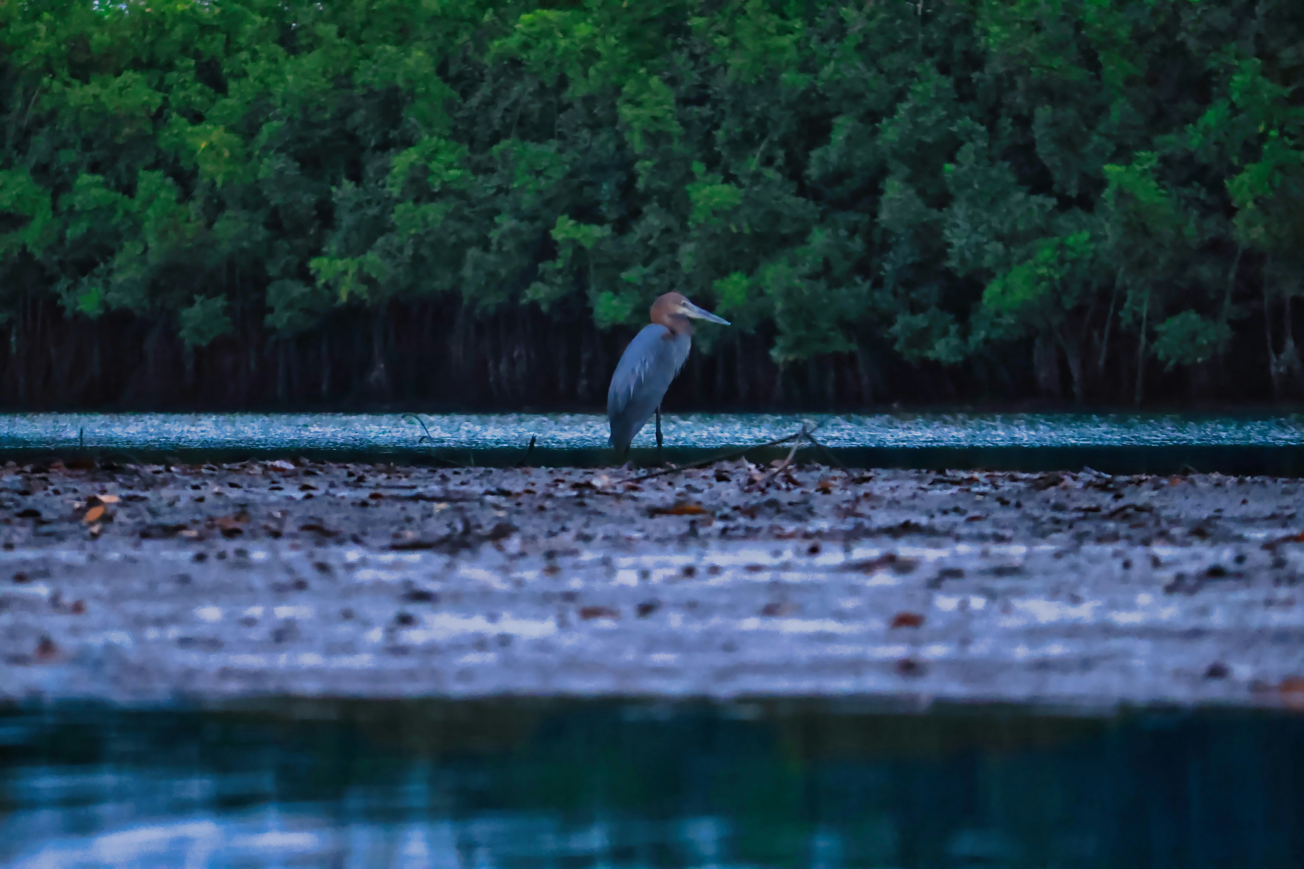 Lone Heron at Dusk: Silence on the Shallows