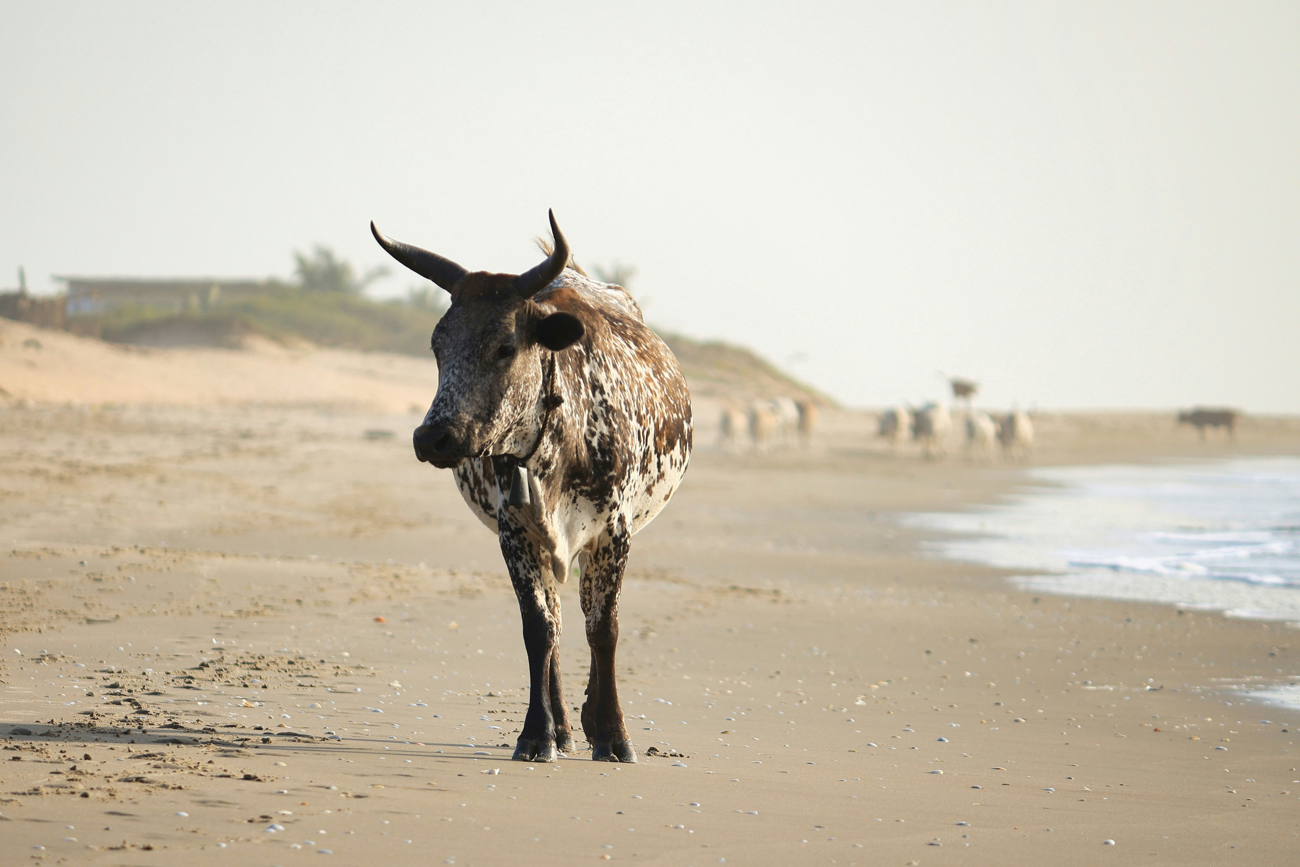 Mud-splashed Beach Wanderer: A lone waterlogged creature strides ashore