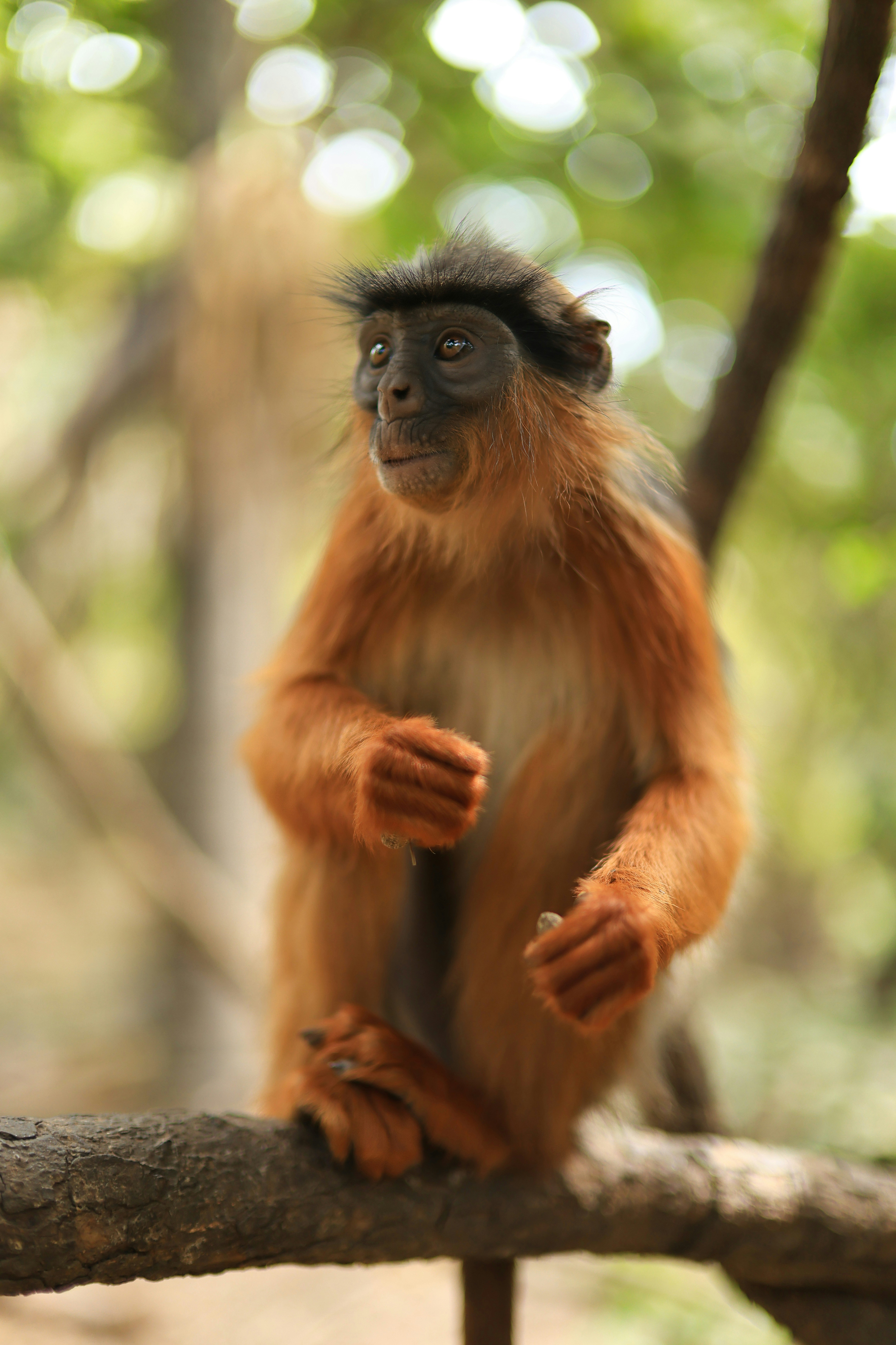 Curious Sambar Monkey Perched on a Branch