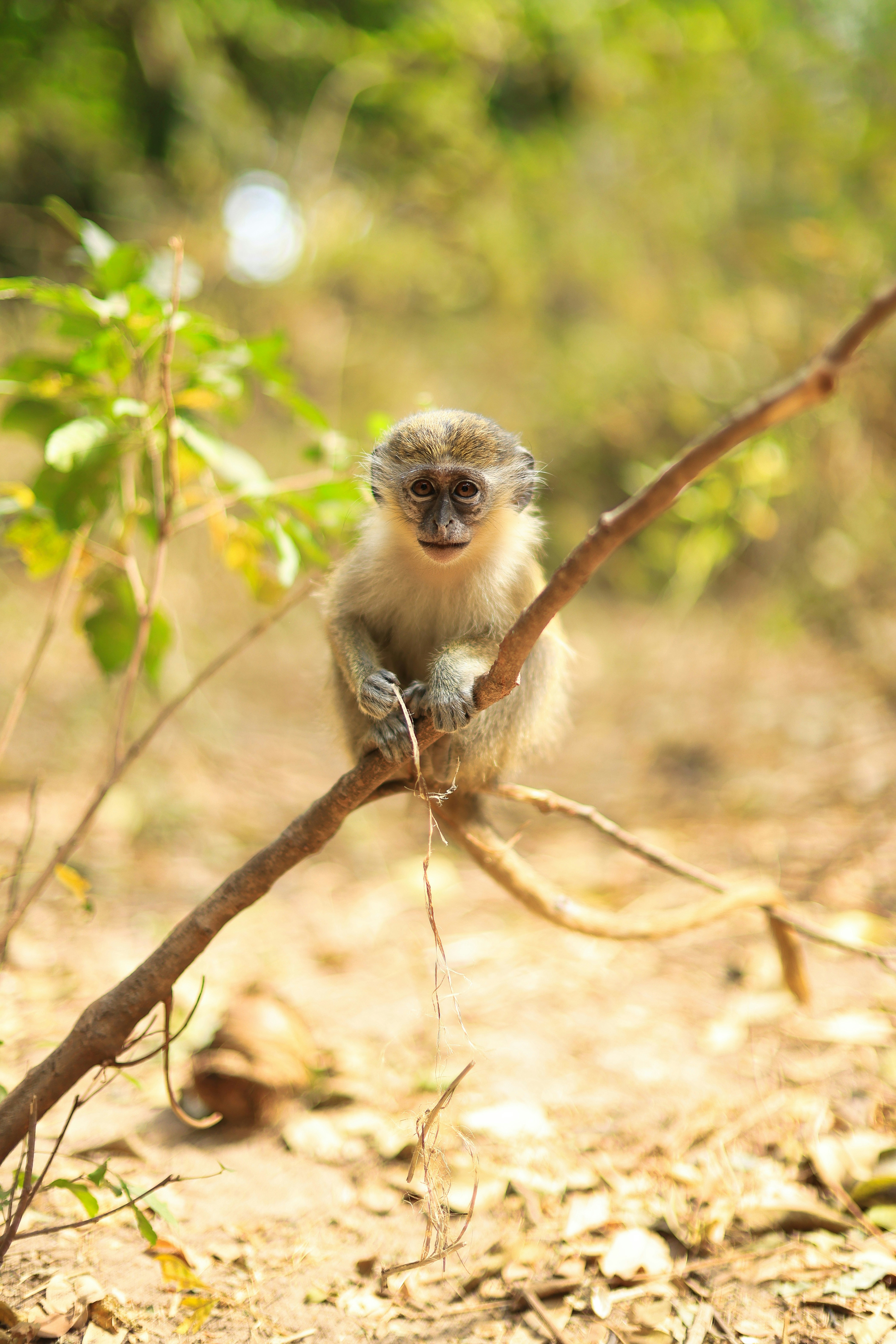 Juvenile Monkey Clinging to a Branch in Sunlit Underbrush