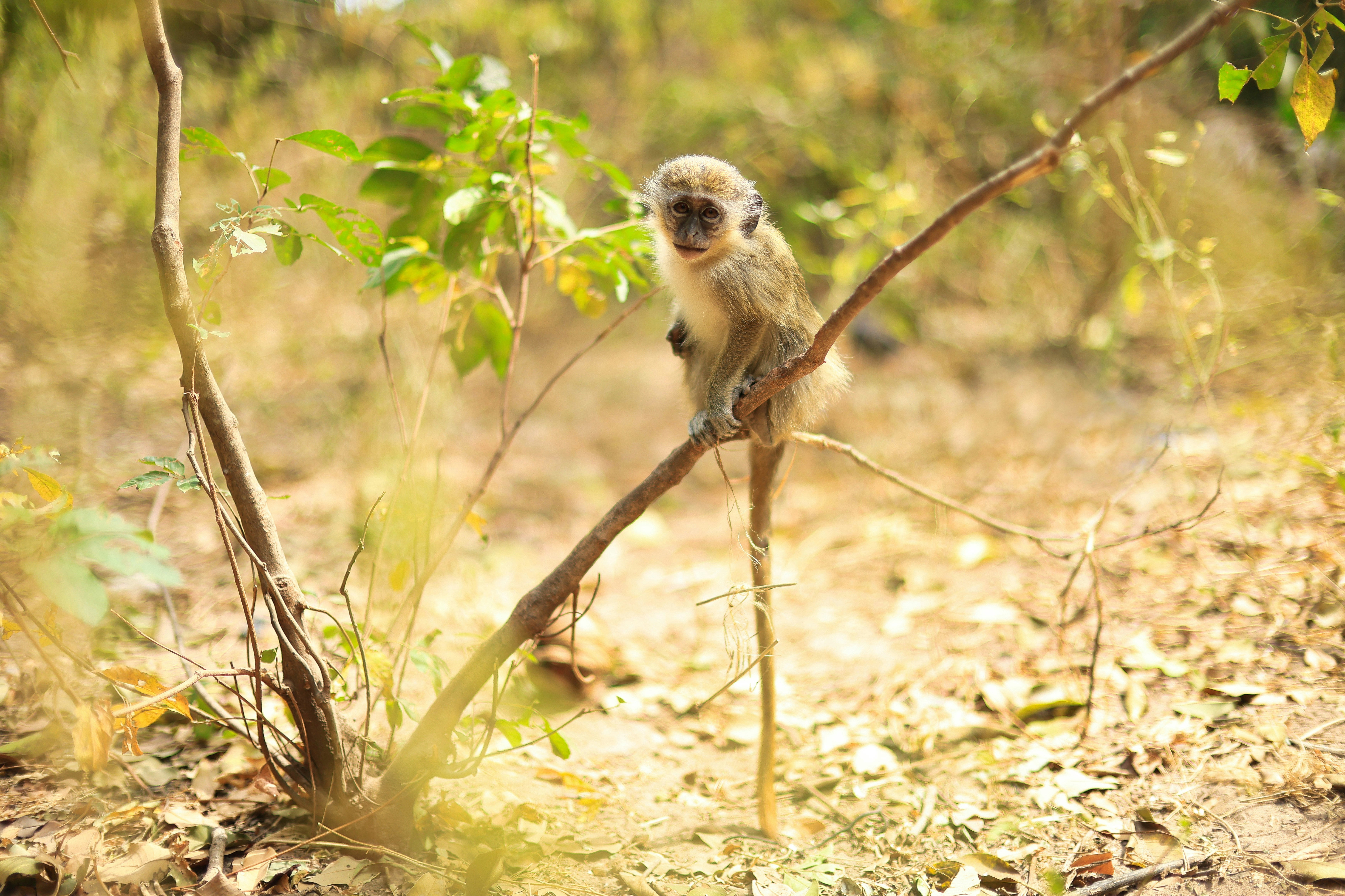 Curious Sentry: A Little Monkey Perches on a Sunlit Branch