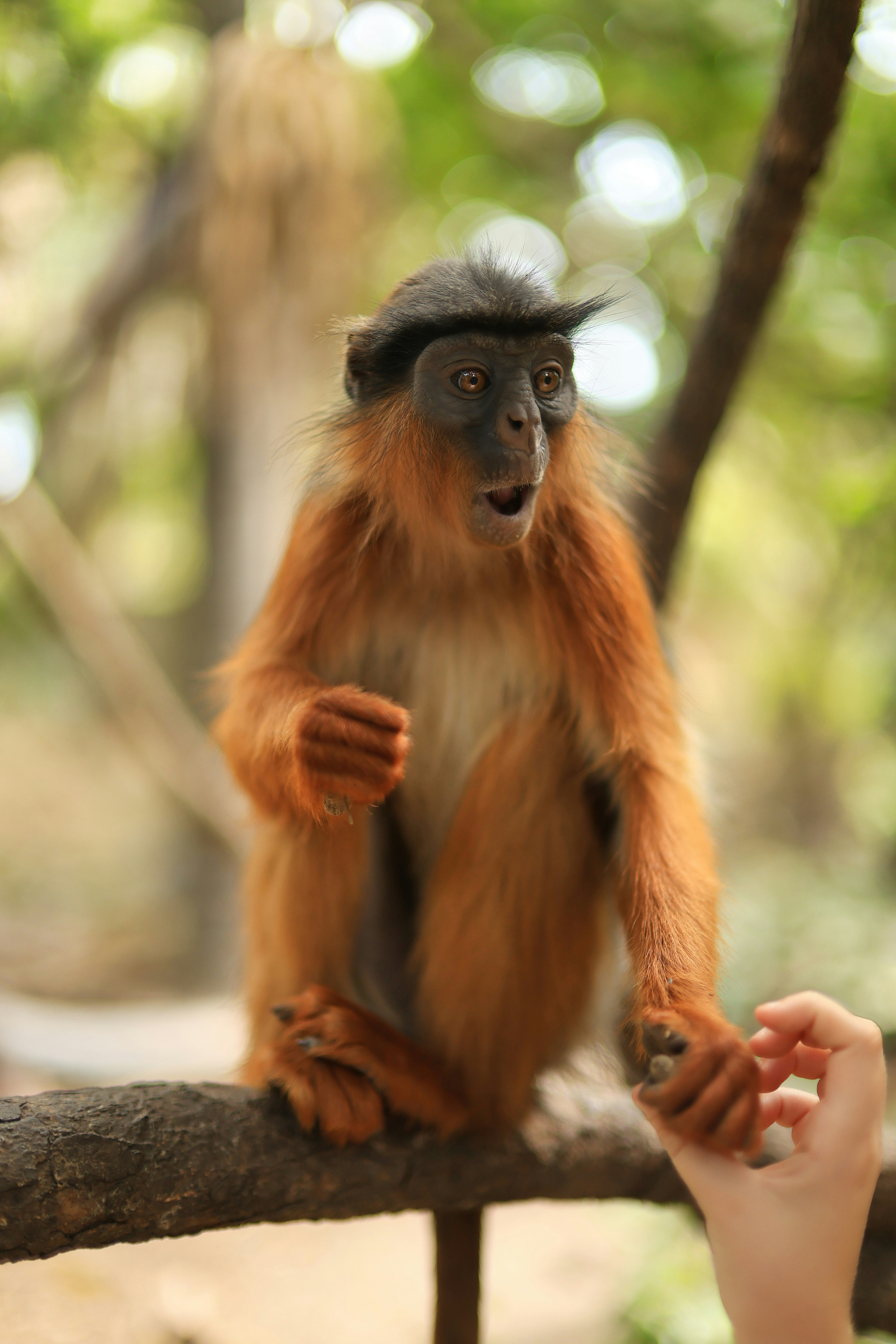 Curious Red-Headed Monkey Reaches for a Friendly Hand